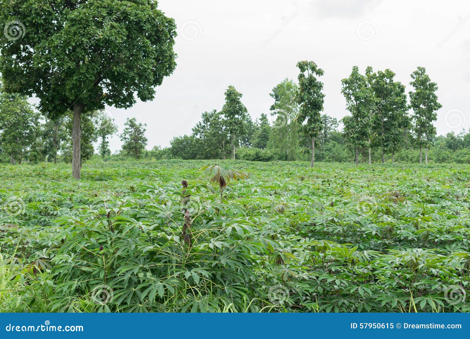 Cassava plantation stock image. Image of soil, industry - 57950615