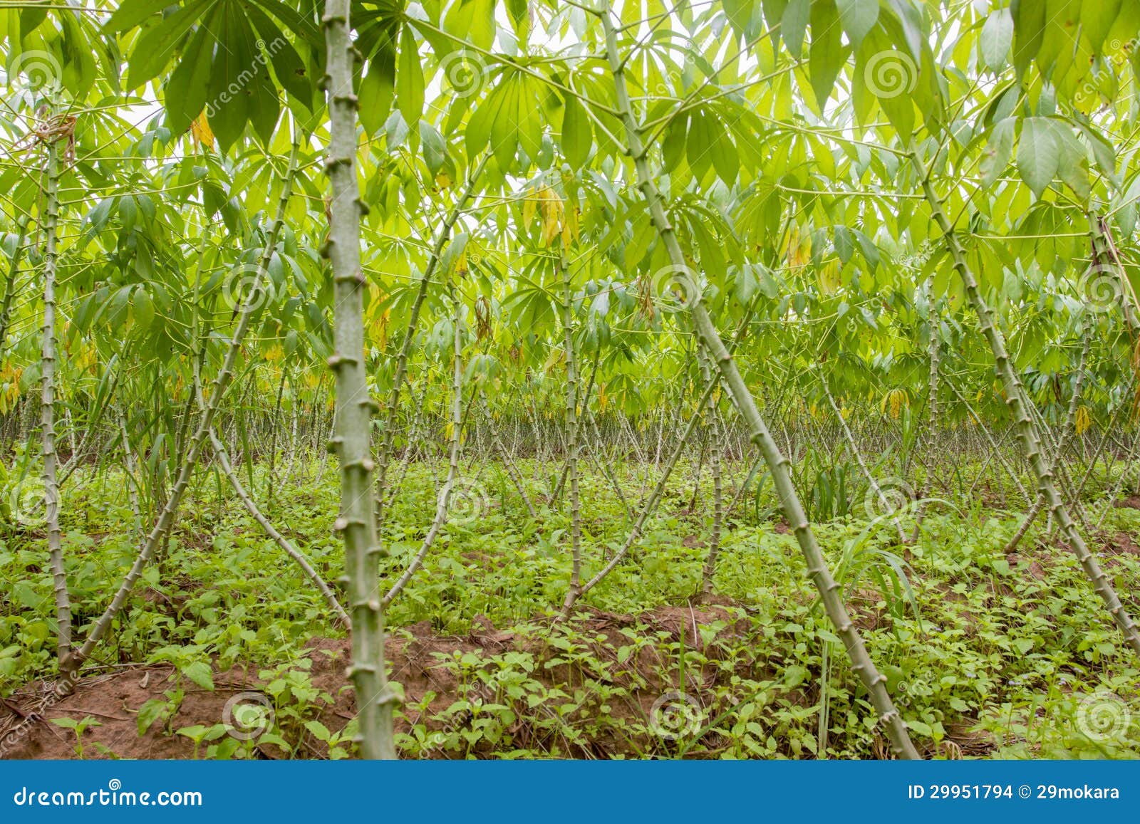 Cassava plantation stock photo. Image of tapioca, green - 29951794