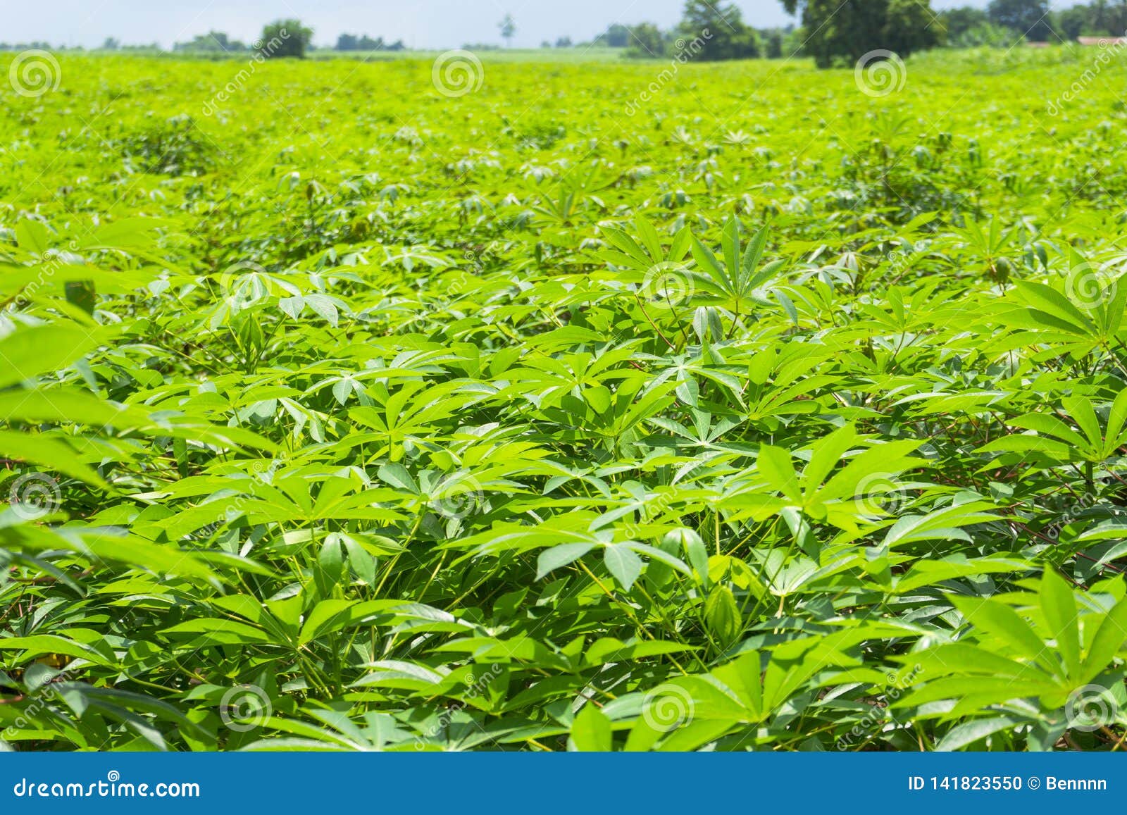 Cassava Plantation Farm in a Farm Stock Photo - Image of landscape ...