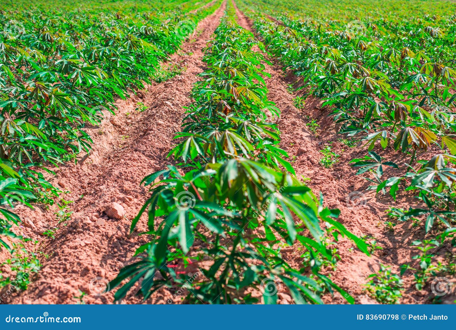Cassava plantation field. stock photo. Image of thailand - 83690798