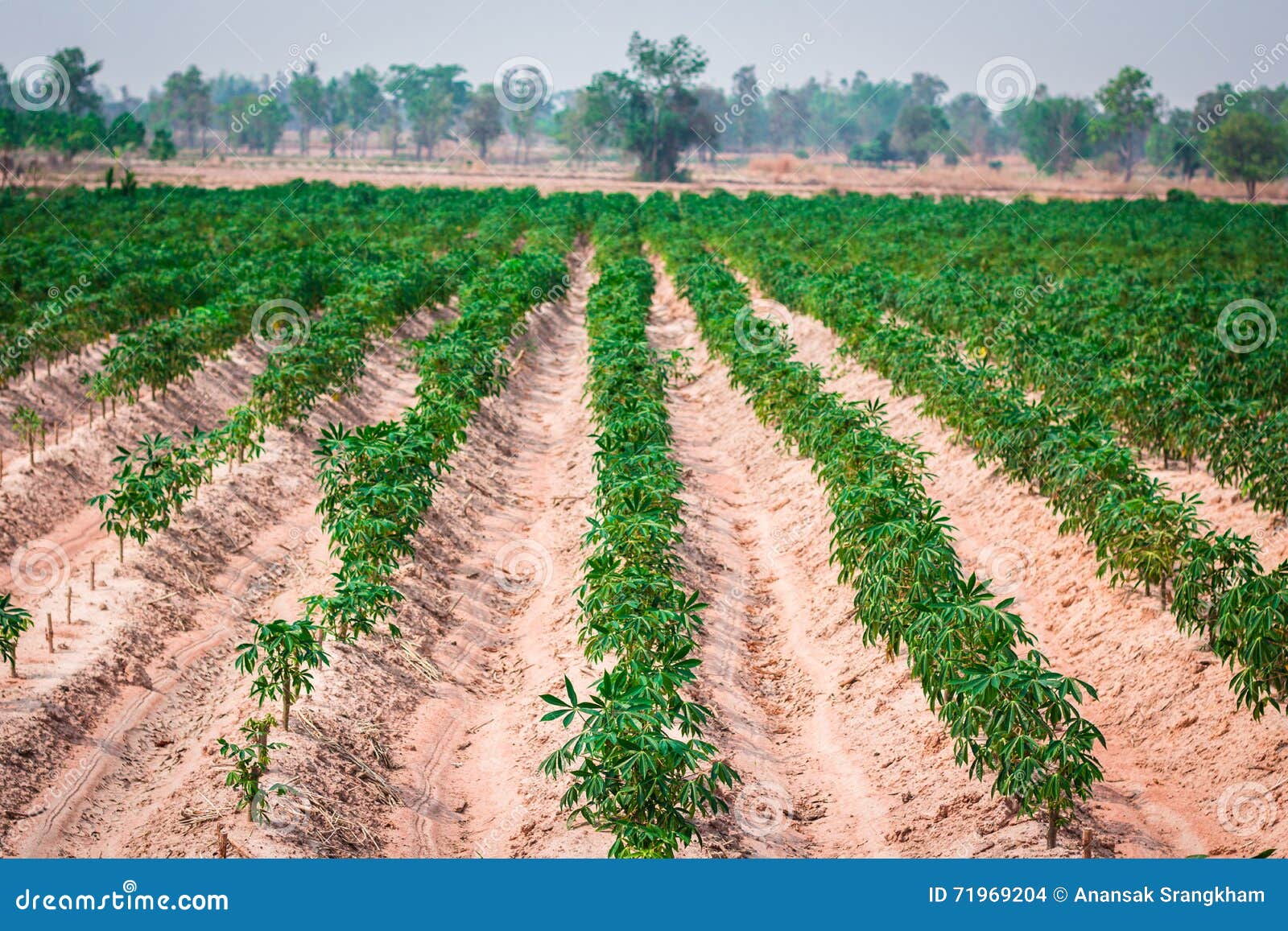 Cassava Small In Farmer Hand At Fields Tapioca, Gardener Holding ...