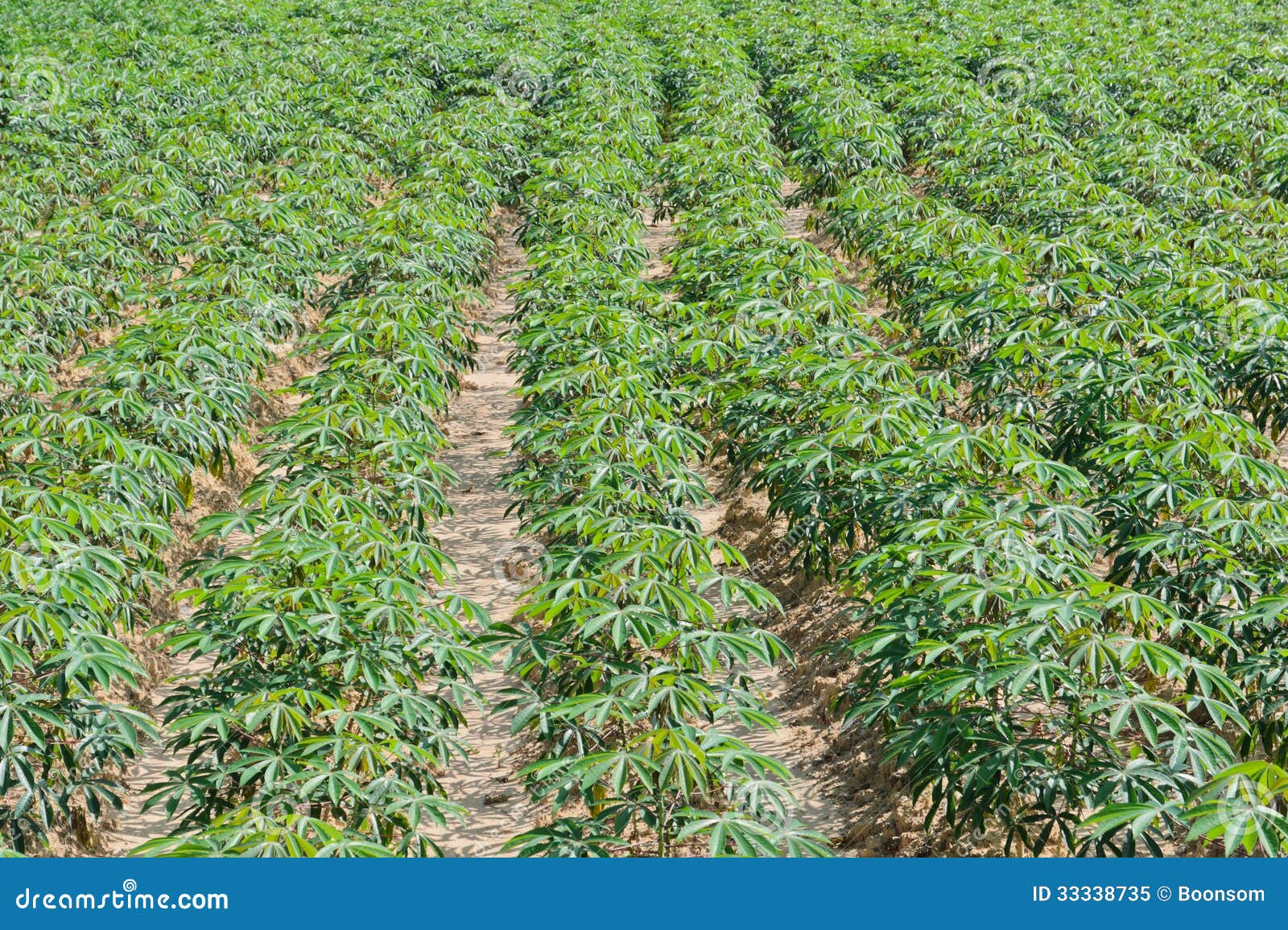 Cassava plantation stock image. Image of line, farmland - 33338735