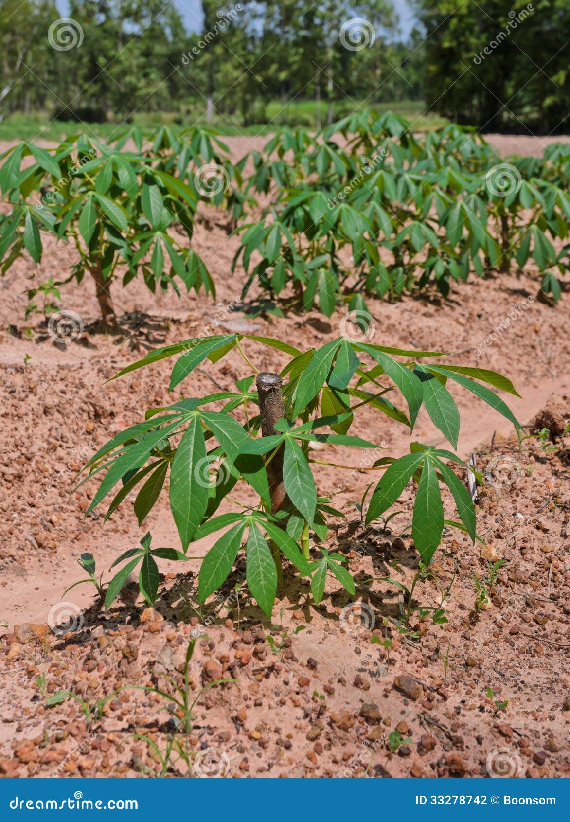 Cassava plantation stock photo. Image of manioc, manihot - 33278742