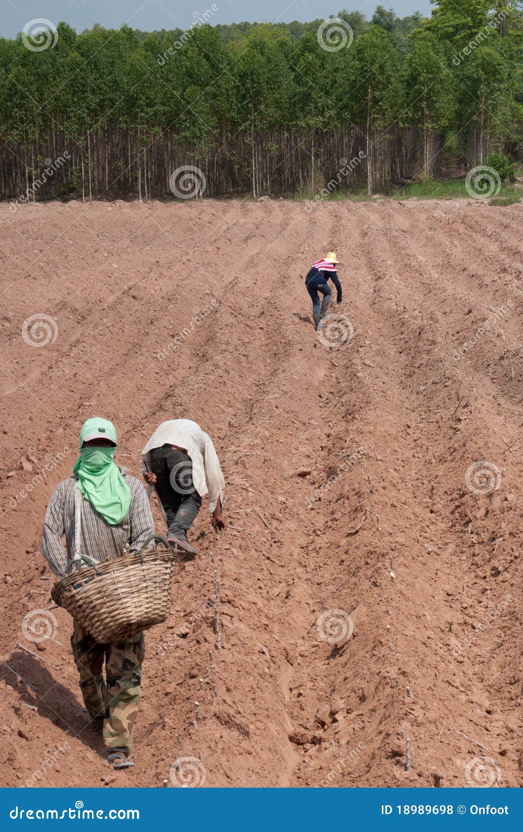 Cassava planting editorial stock photo. Image of stick - 18989698