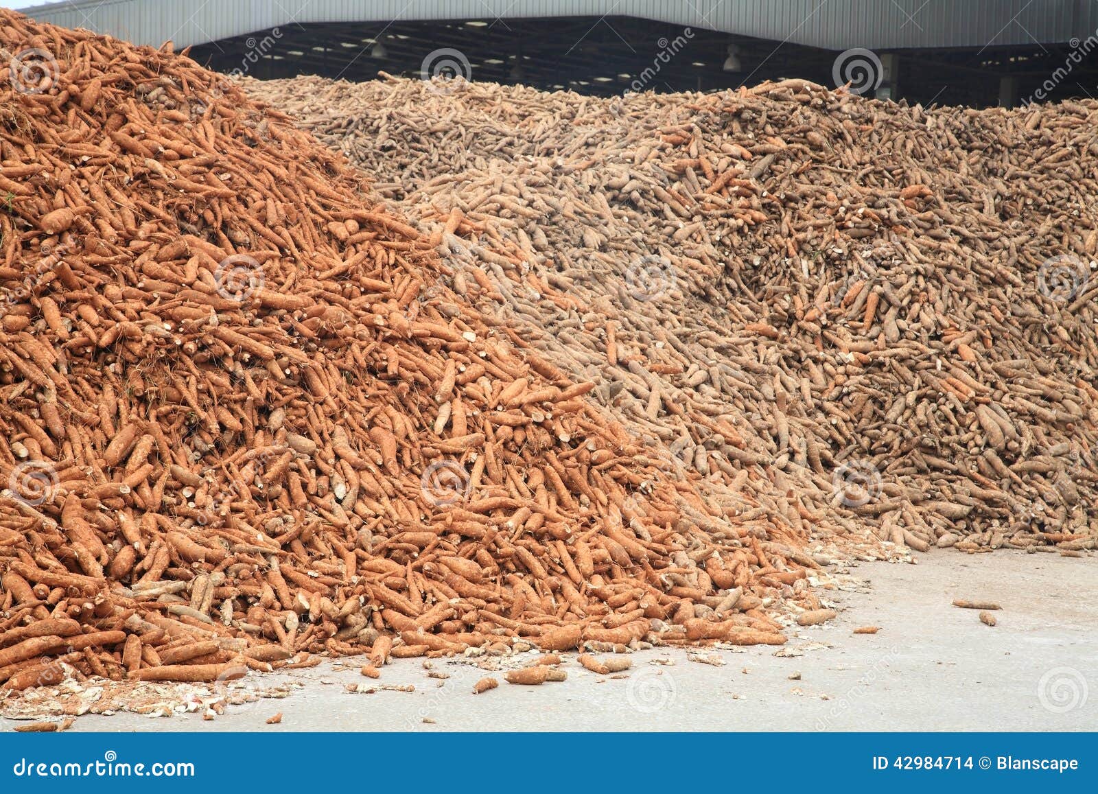 Tapioca Flour Royalty-Free Stock Photography | CartoonDealer.com #163318127