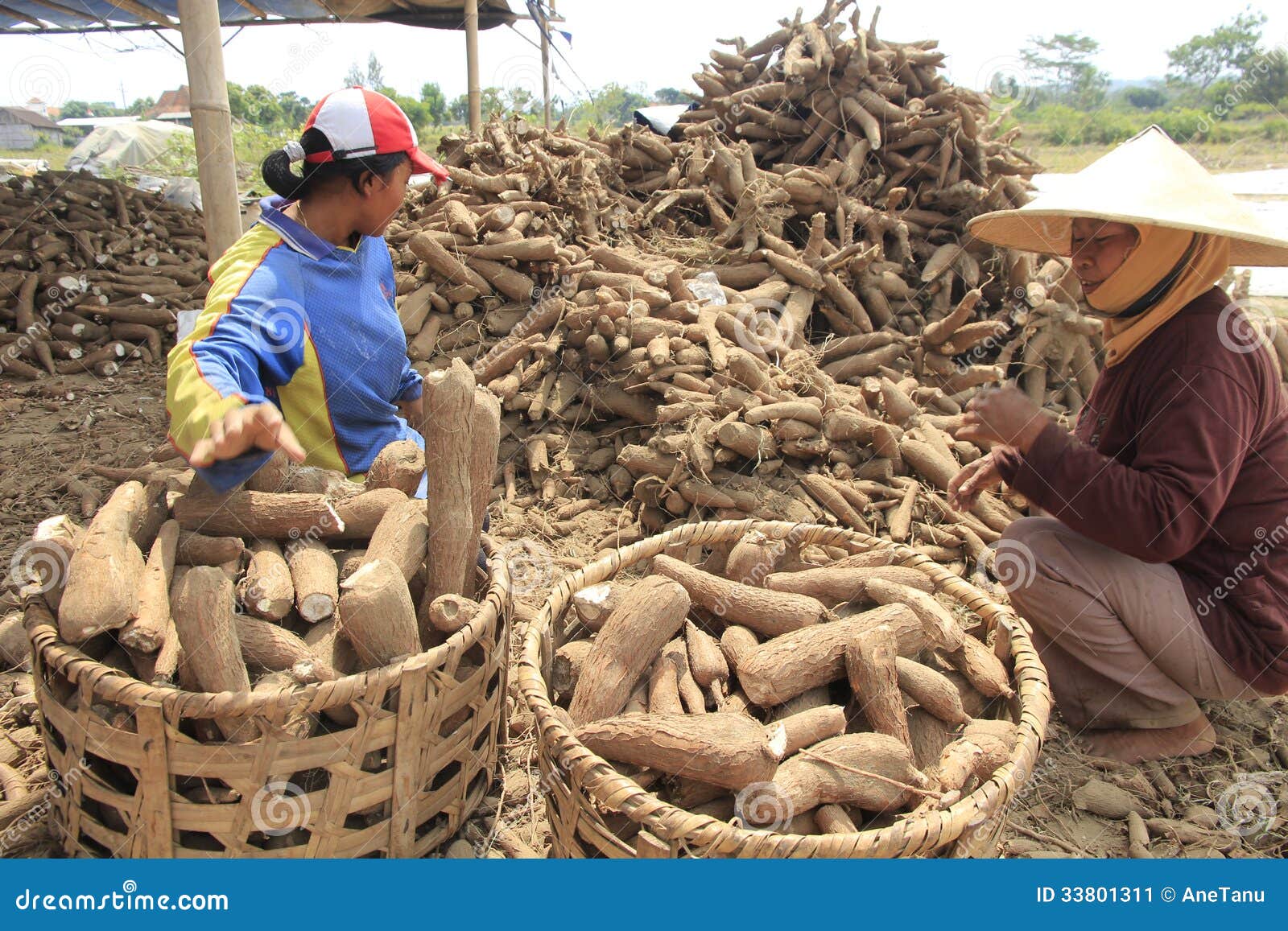 Cassava Processing editorial photo. Image of tuber, finance - 33801311