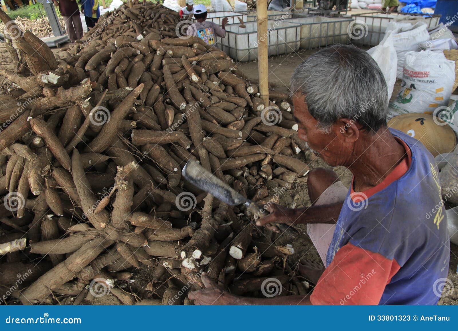 Cassava Processing editorial stock photo. Image of worker - 33801323
