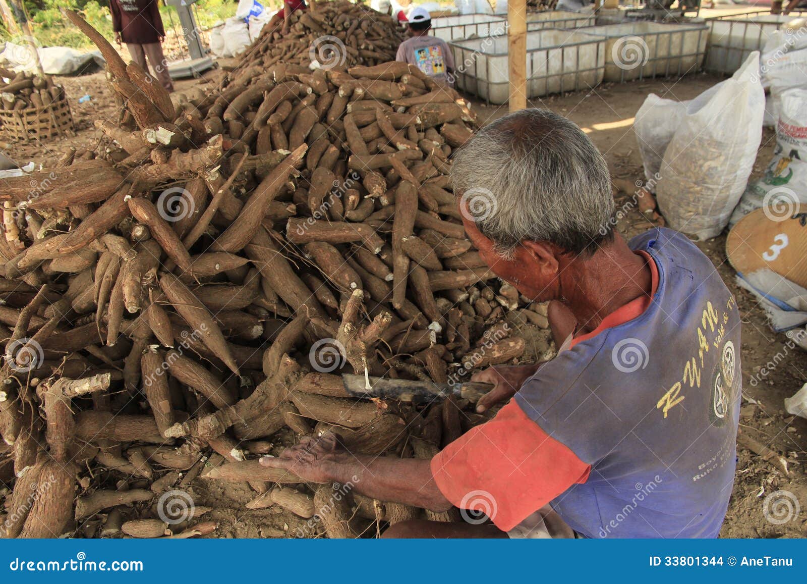 Cassava Processing editorial stock image. Image of processing - 33801344