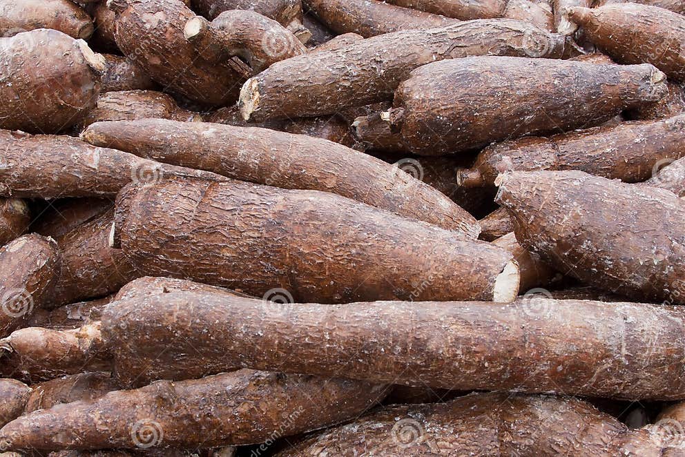 Cassava Root stock image. Image of food, stem, bunch - 17324753