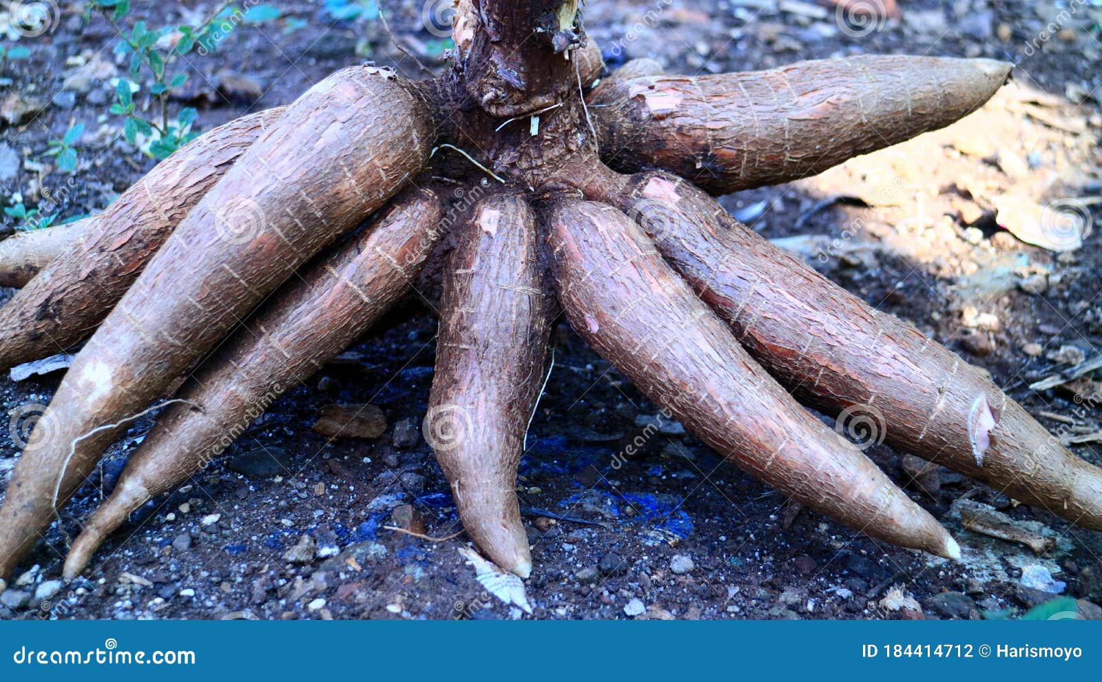 Cassava root stock photo. Image of manioc, singkong - 184414712