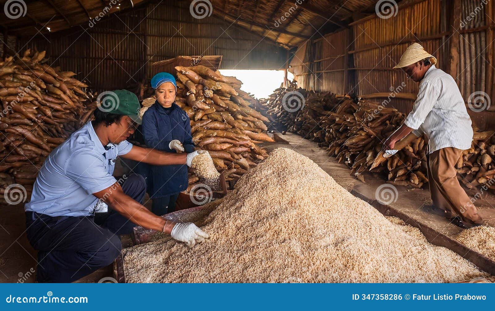 Cassava Root Processing by Workers To Produce Flour Stock Illustration ...
