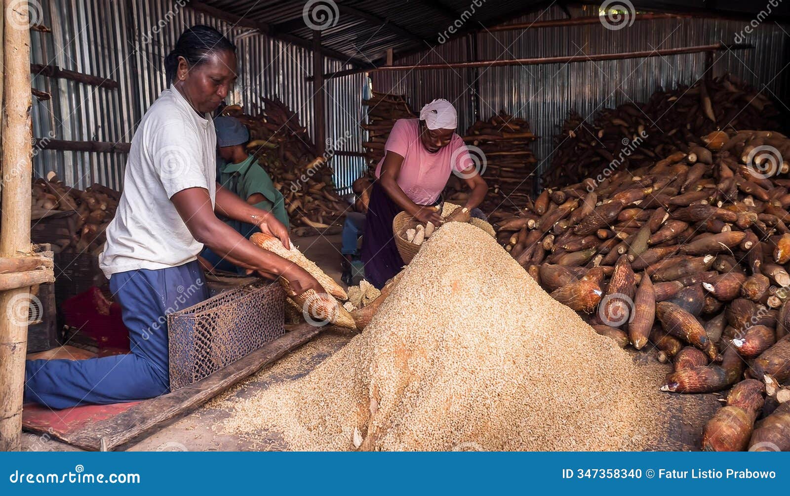 Cassava Root Processing by Workers To Produce Flour Stock Illustration ...