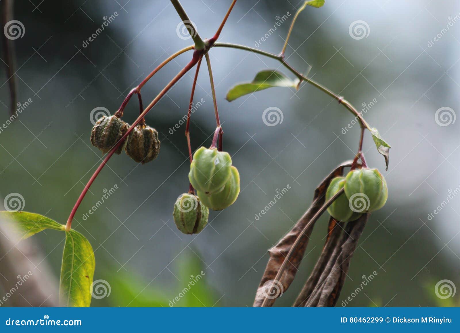 Cassava seeds stock image. Image of cassava, nature, seeds - 80462299