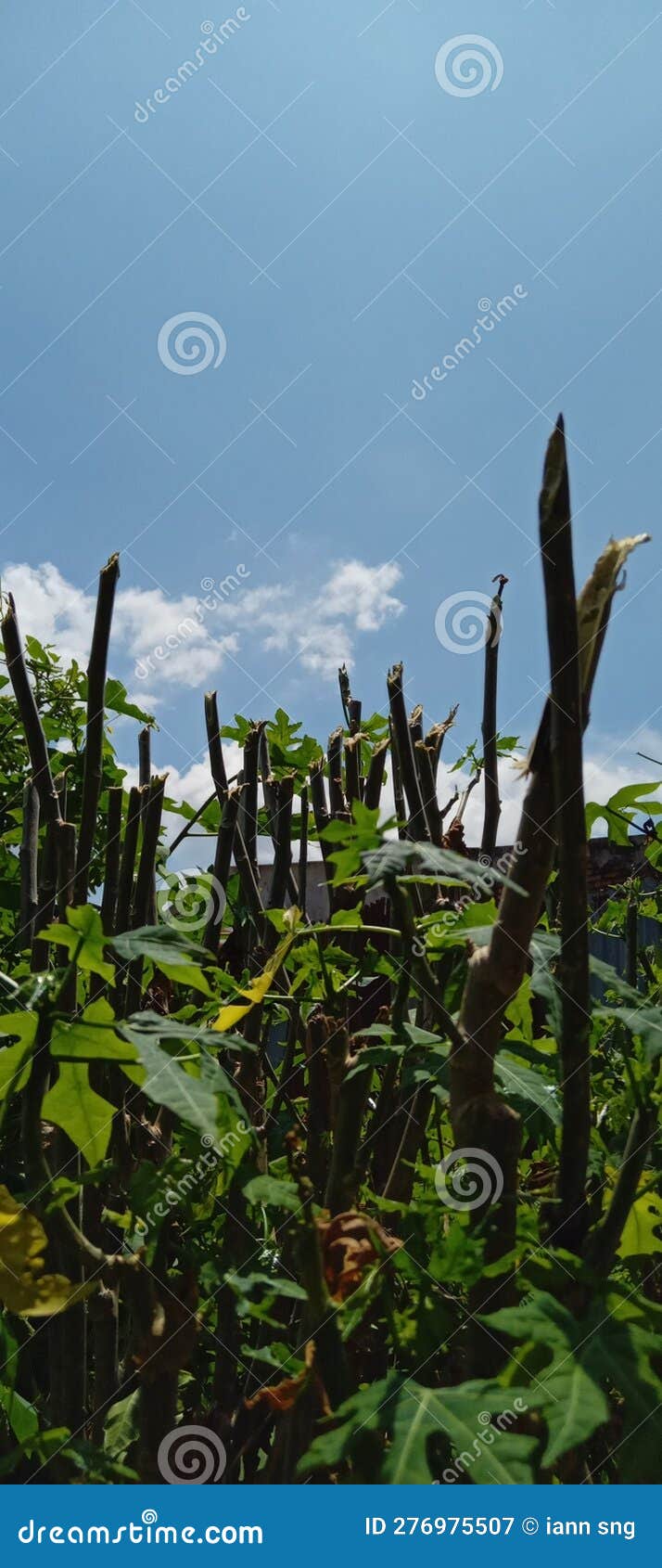 Cassava Stalks Under the Sky? Stock Image - Image of stalks, viewsky ...
