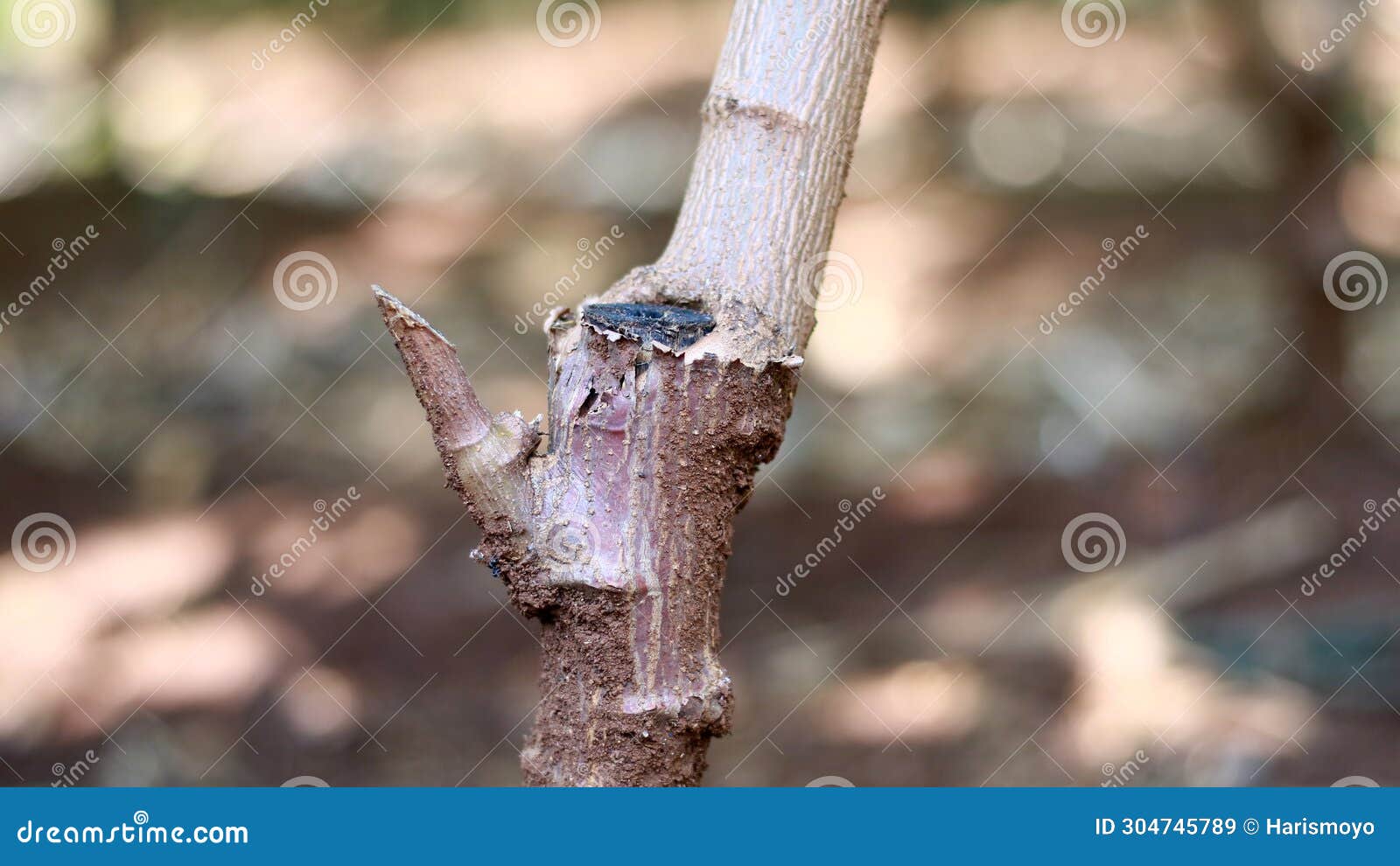 Cassava Stems Stock Image Image Of Ground Garden Cassava 304745789
