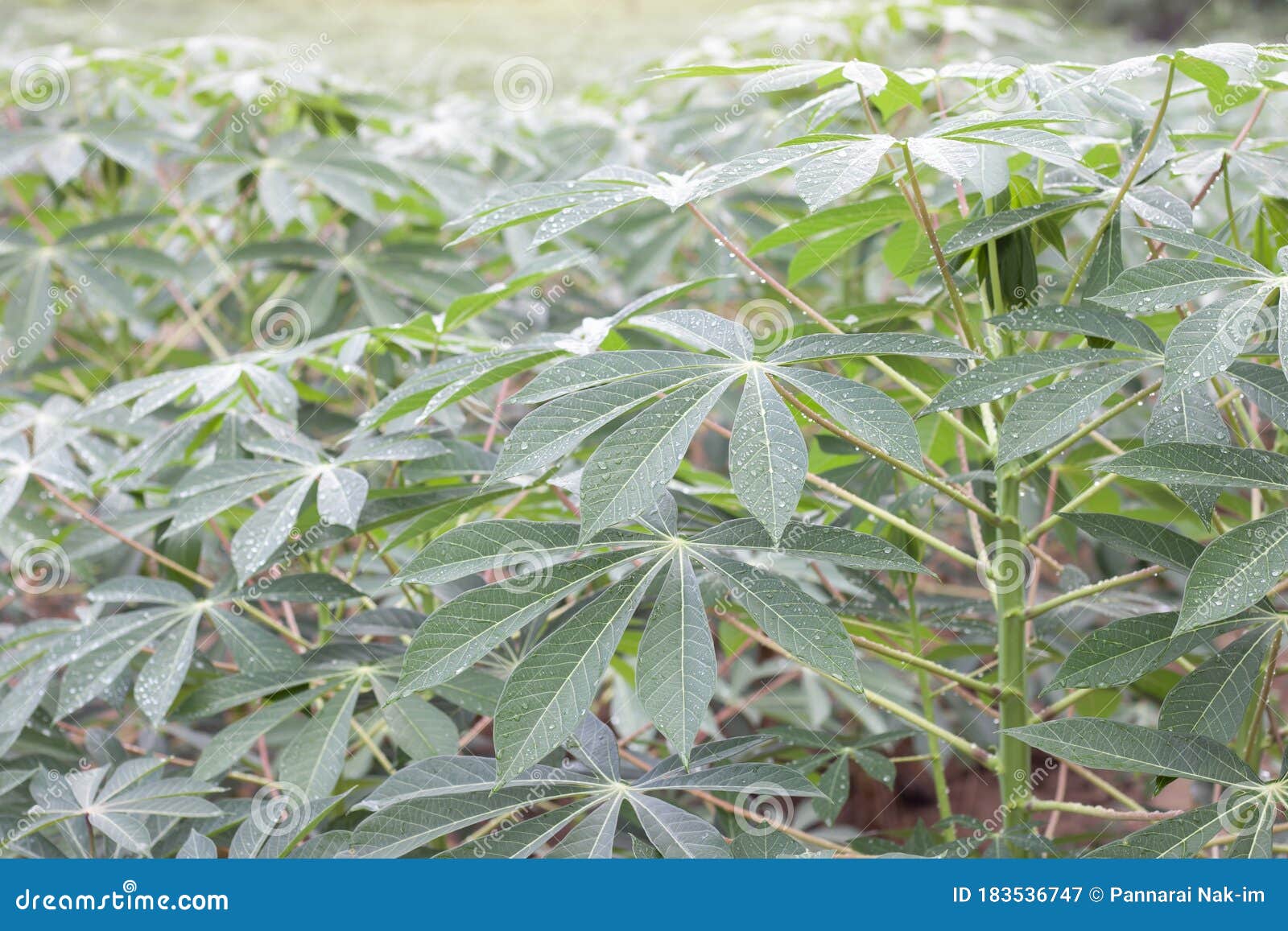 Tapioca Fields. Grow Cassava. Preparing For Cassava Field Planting ...