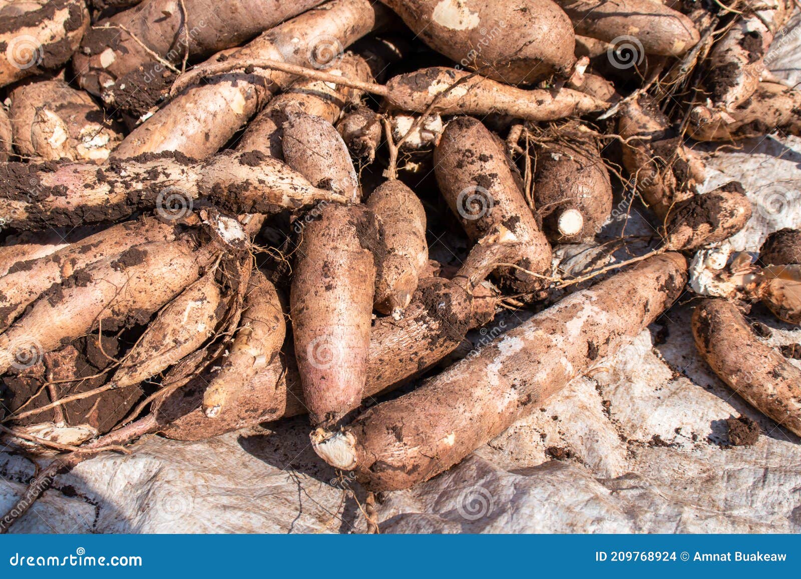 Cassava for Tapioca Flour Industry, Raw Yucca Tuber, Pile of Cassava ...