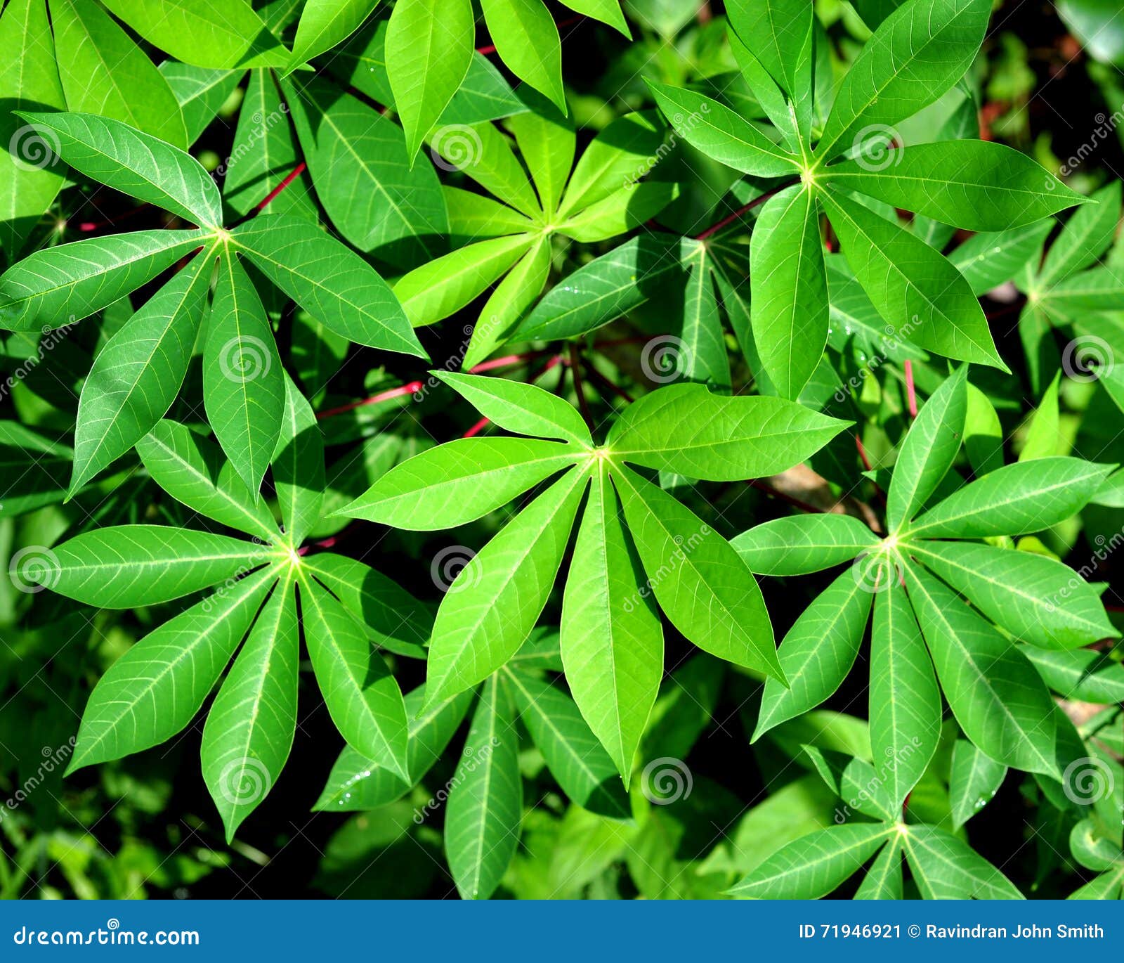 Cassava or Tapioca Leafs stock image. Image of colors - 71946921