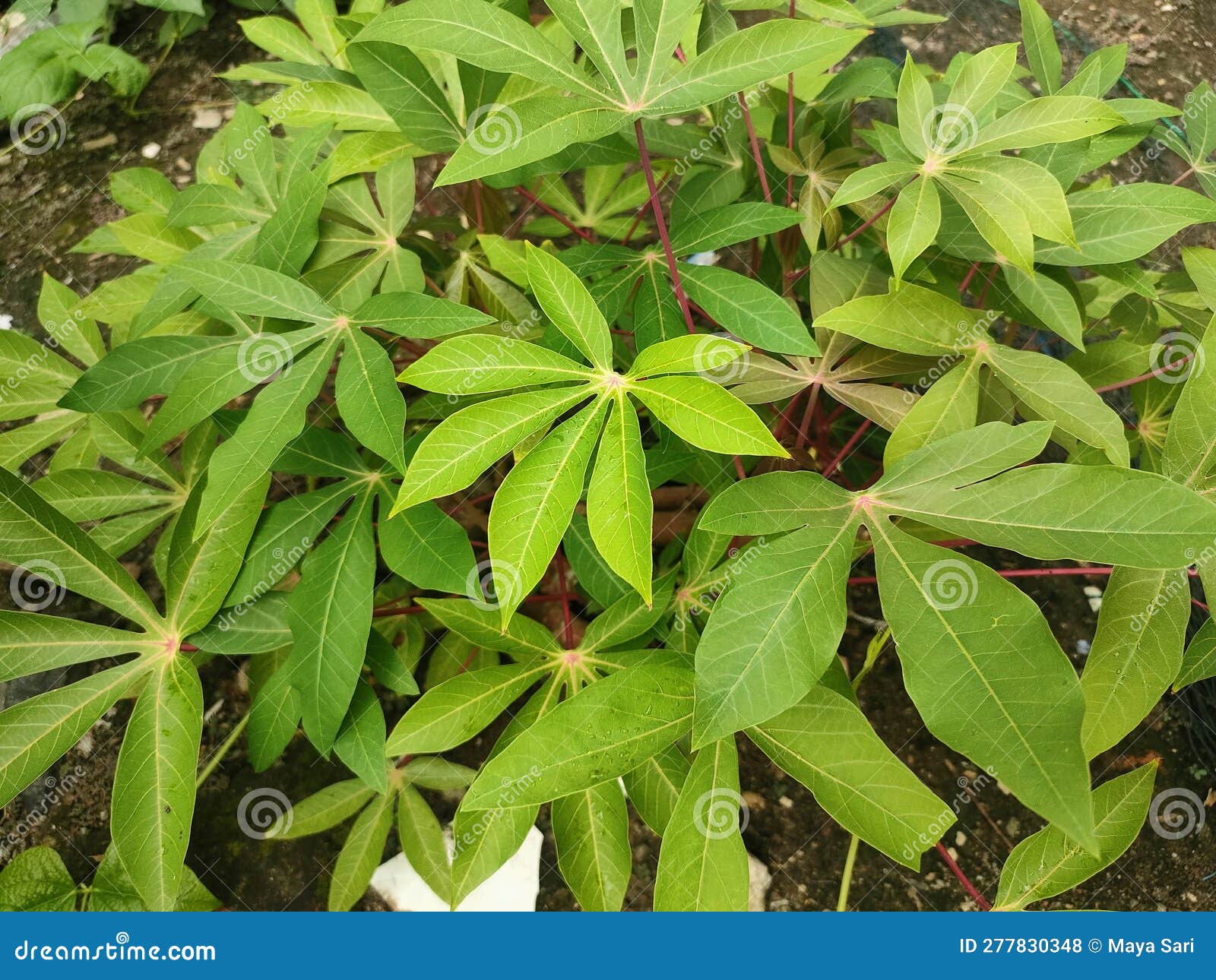 Cassava tree stock photo. Image of garden, cassava, tree - 277830348
