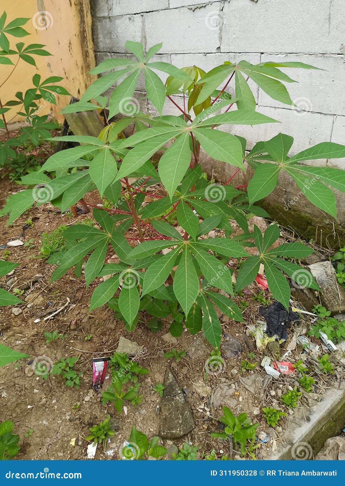 Cassava tree stock photo. Image of tropis, pohon, tree - 311950328