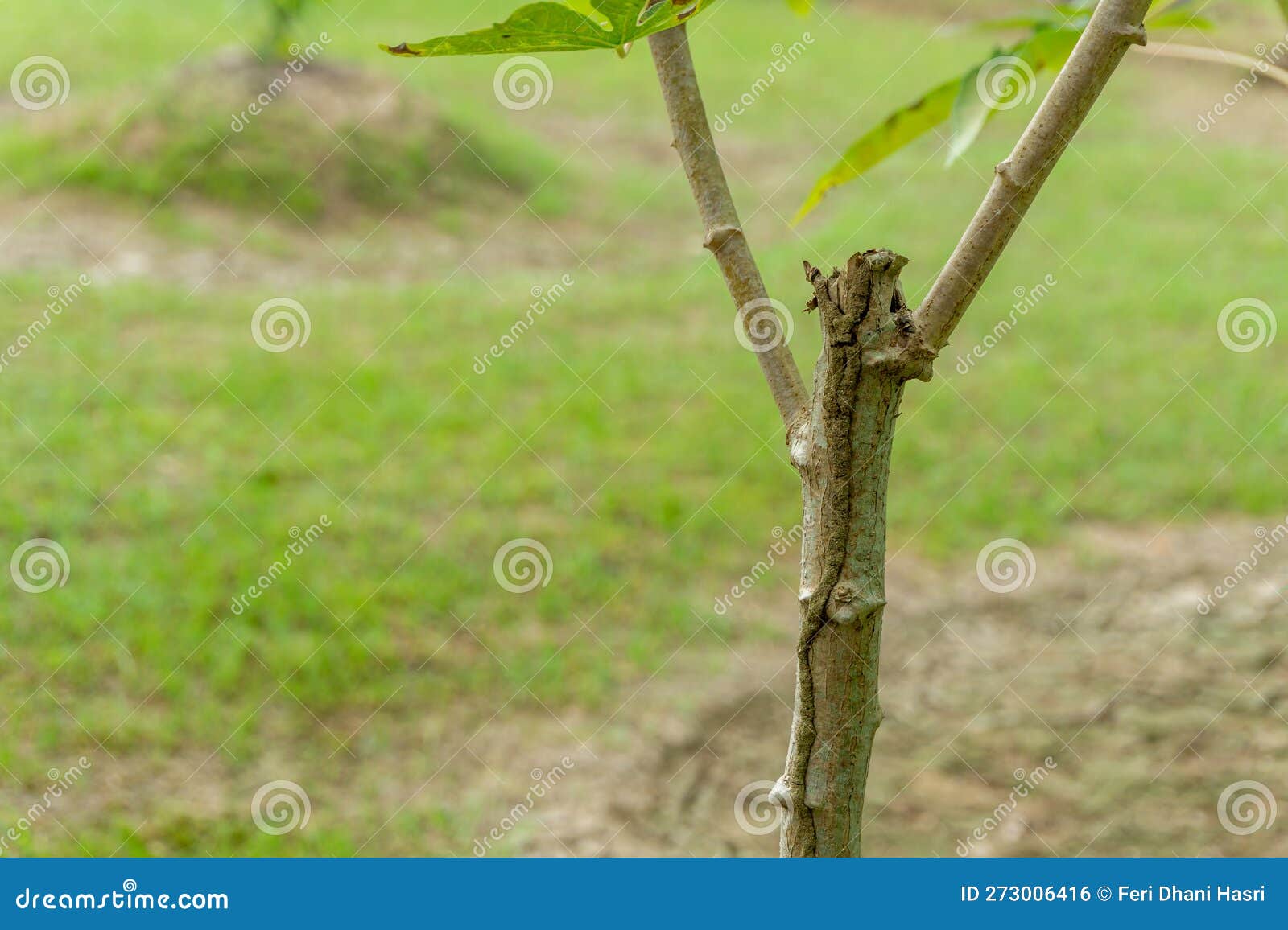 Growing Cassava, Young Shoots Growing, Row Of Cassava Tree In Field ...