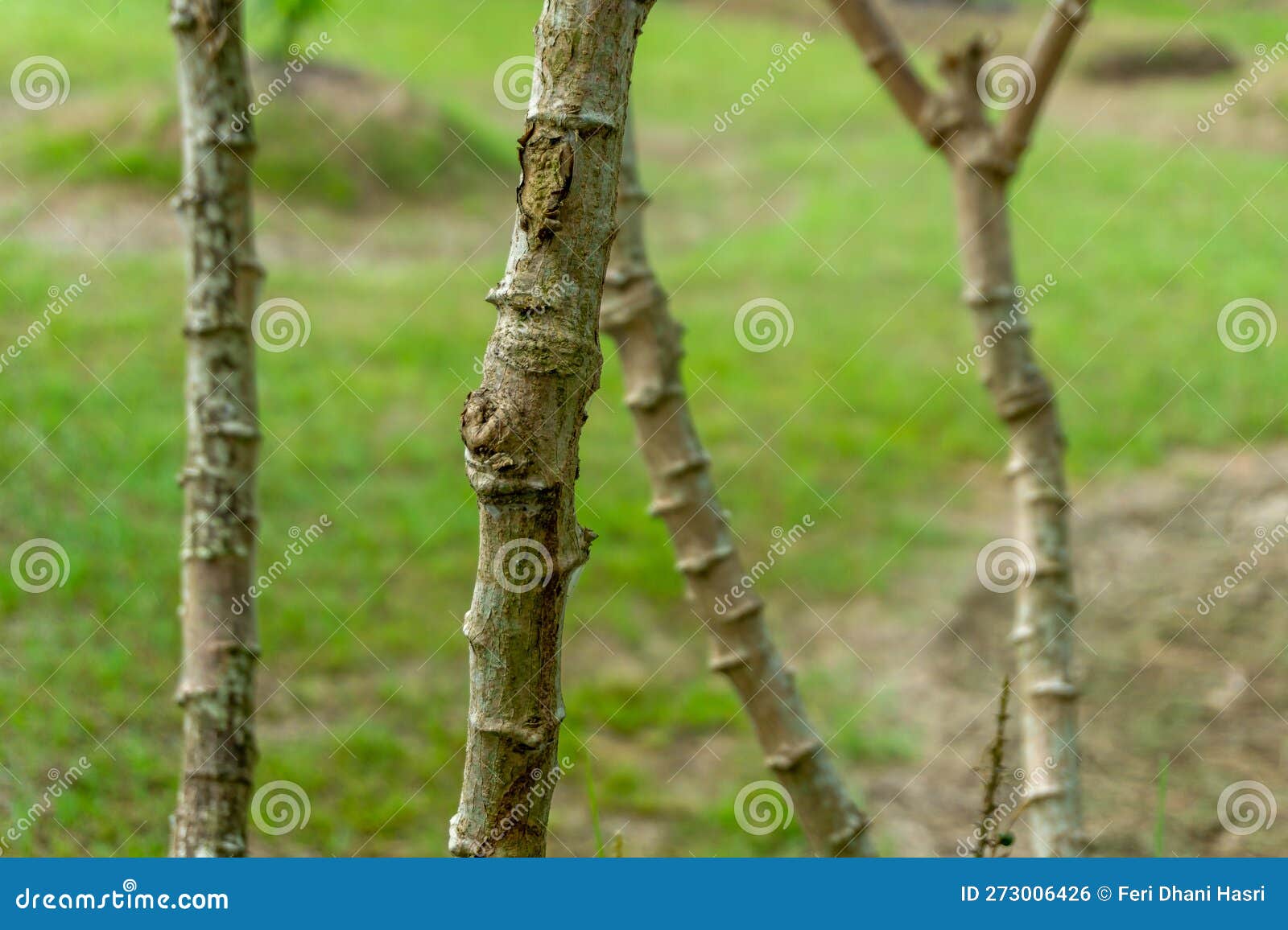 Cassava Tree. Close Up of Growing Cassava Stem in the Garden Stock ...