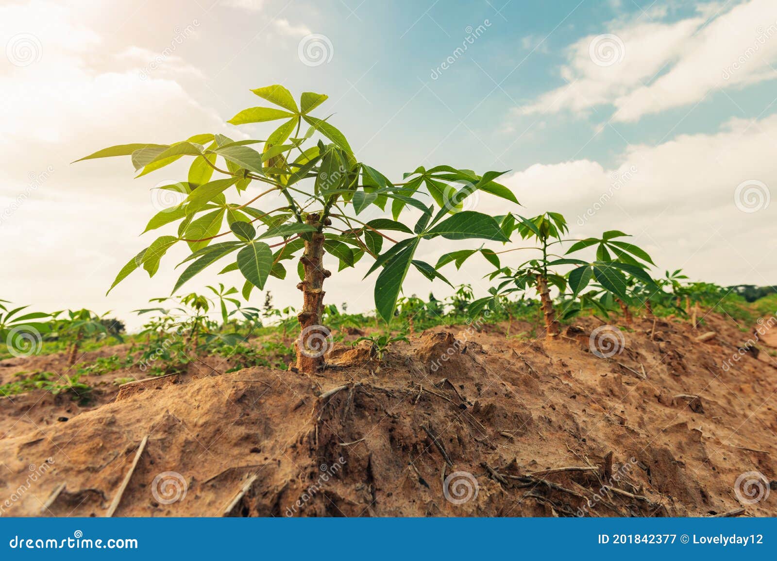 Cassava Tree Royalty-Free Stock Image | CartoonDealer.com #113084080