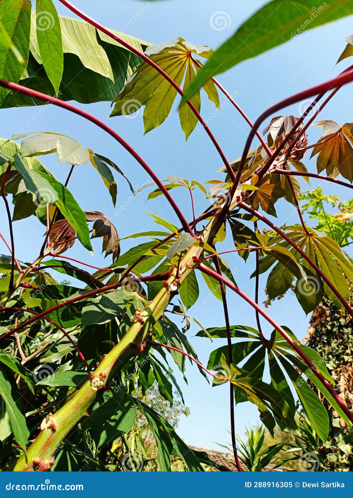 Cassava Tree in Front of the House Stock Image - Image of color, house ...