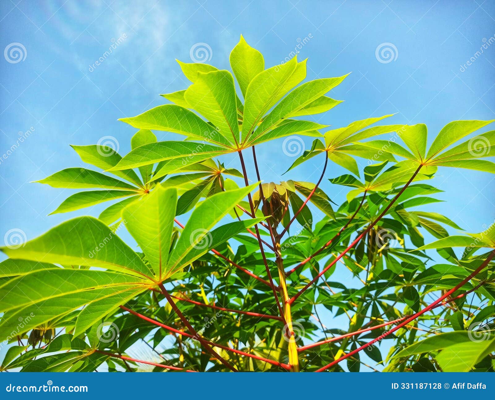 Cassava Tree in the Garden during the Day Stock Photo - Image of ...