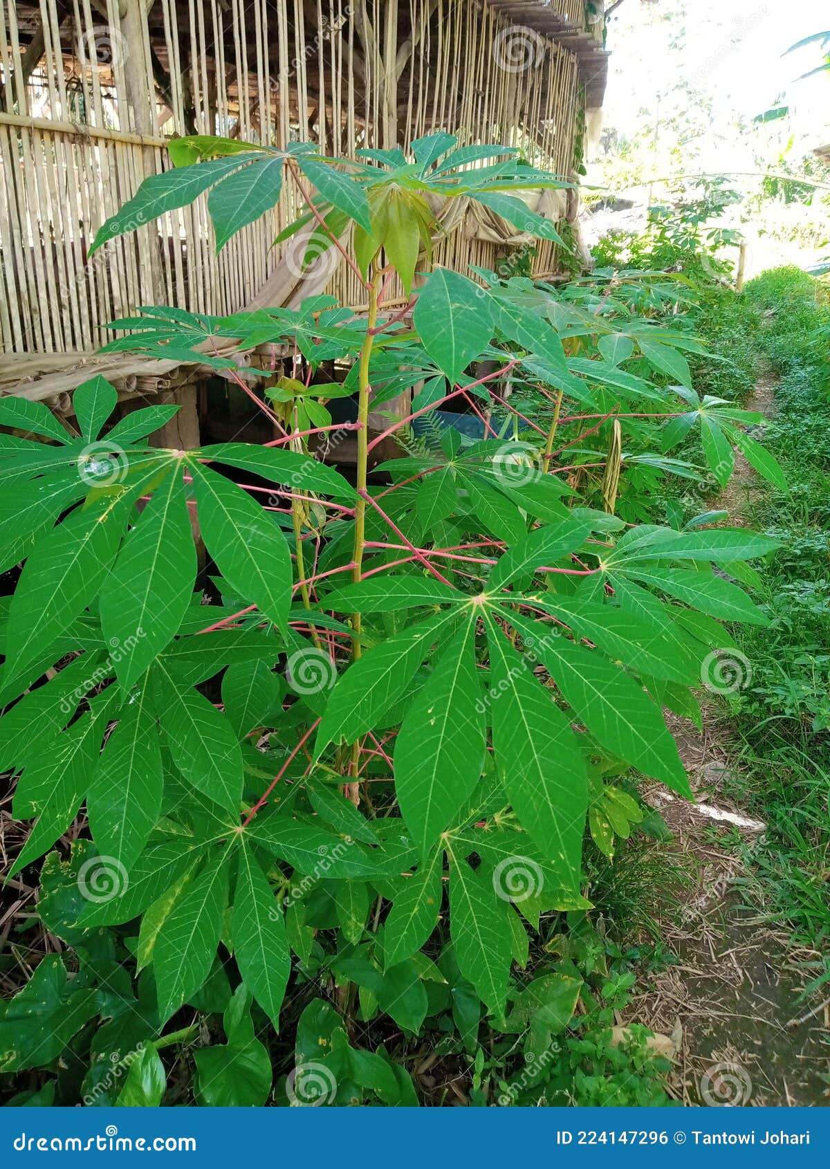 Cassava Tree Growing in Bush Stock Photo - Image of shrub, vegetation ...