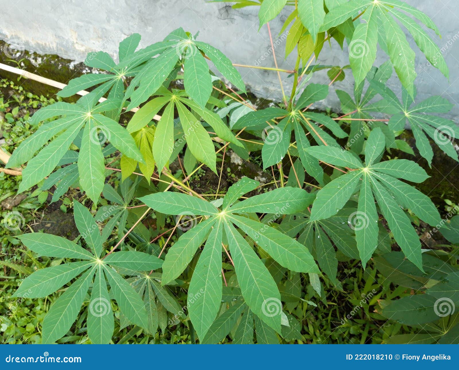 Cassava Tree Growing in the Garden Stock Photo - Image of evergreen ...