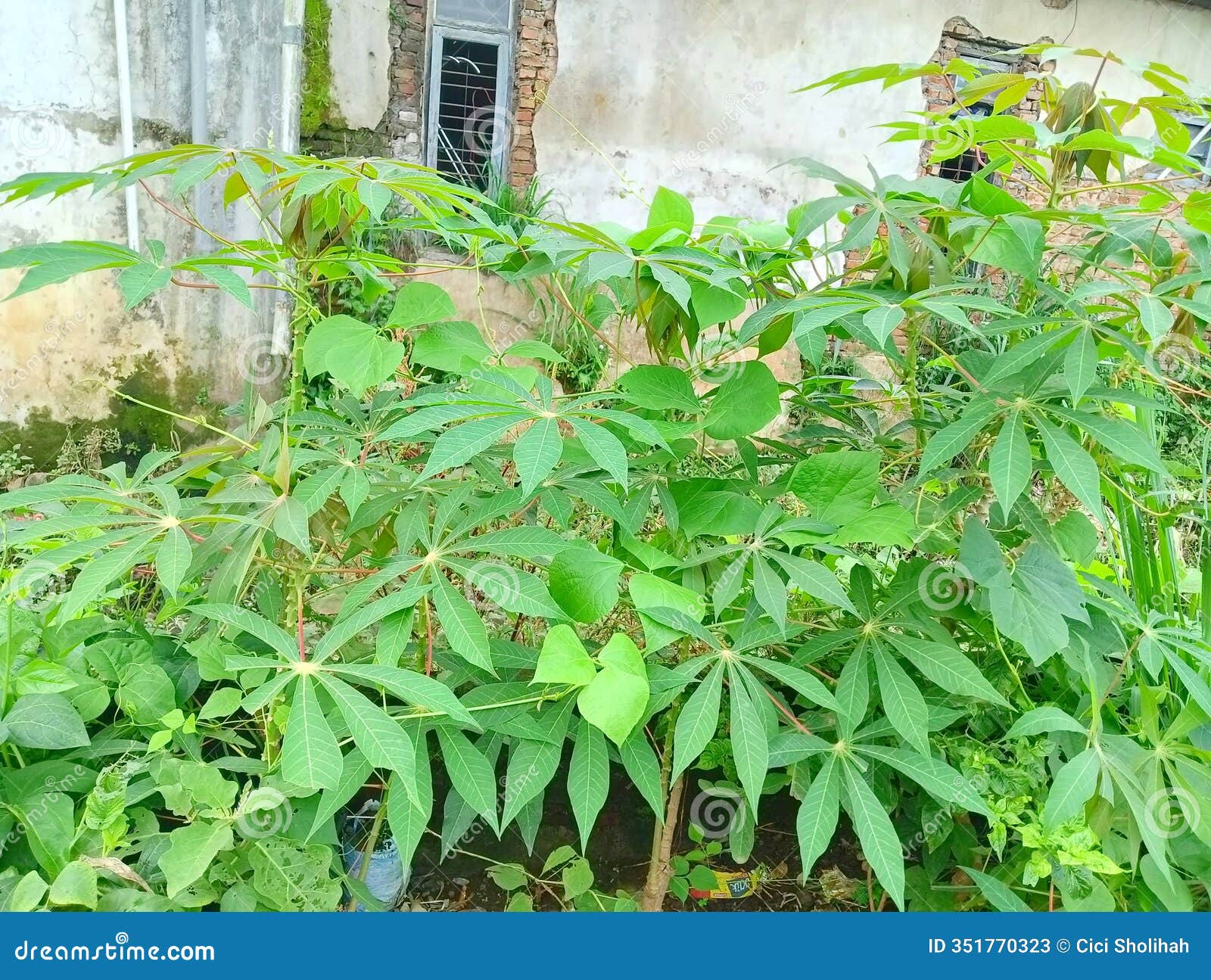 Cassava Tree Growing in the Yard Stock Image - Image of botanical ... Cassava Tree Growing in the Yard Stock Image - Image of botanical ...