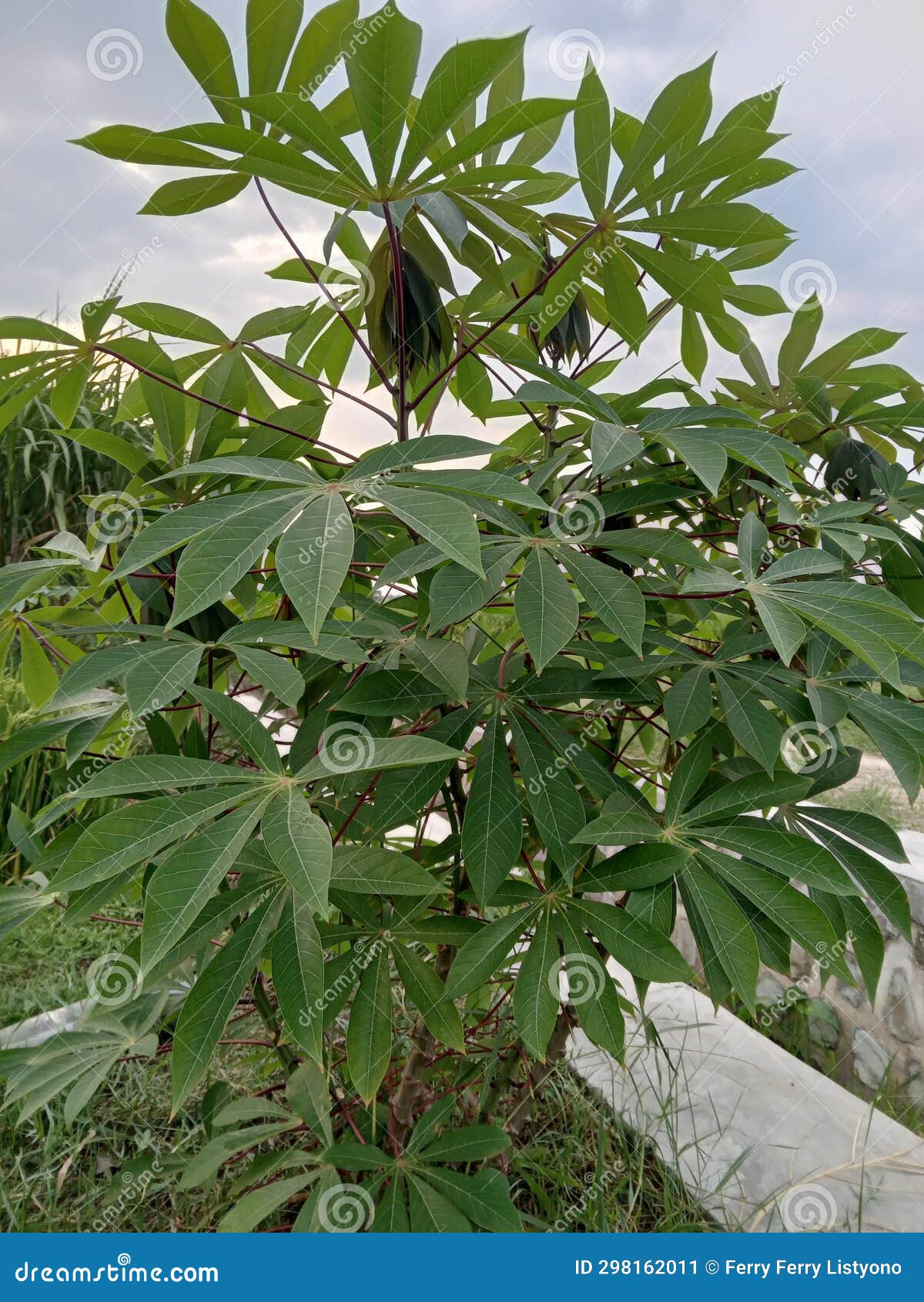 Cassava tree stock image. Image of vegetable, cassava - 298162011