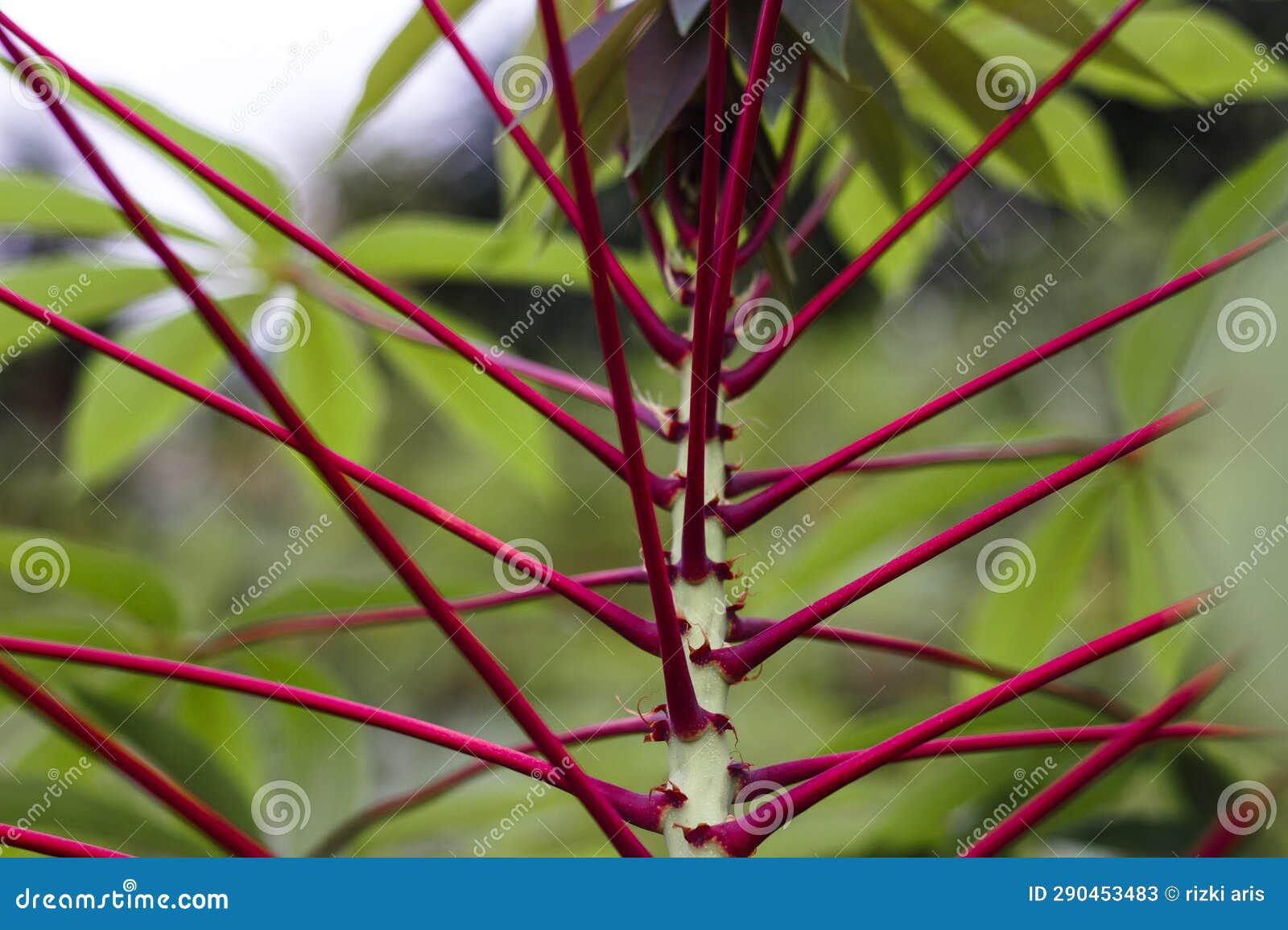 Cassava Tree and Its Red Branches Stock Image - Image of branch, twig ...