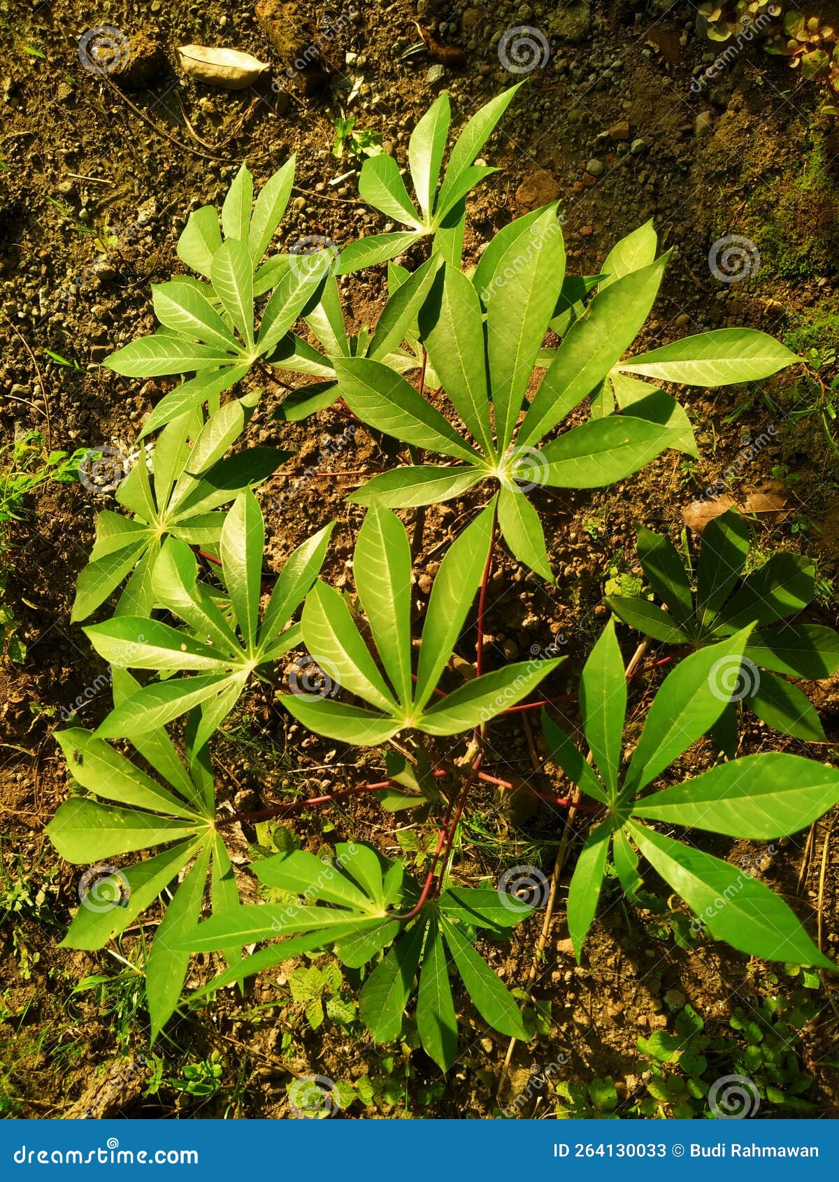 Cassava tree and leaf stock image. Image of leaf, green - 264130033