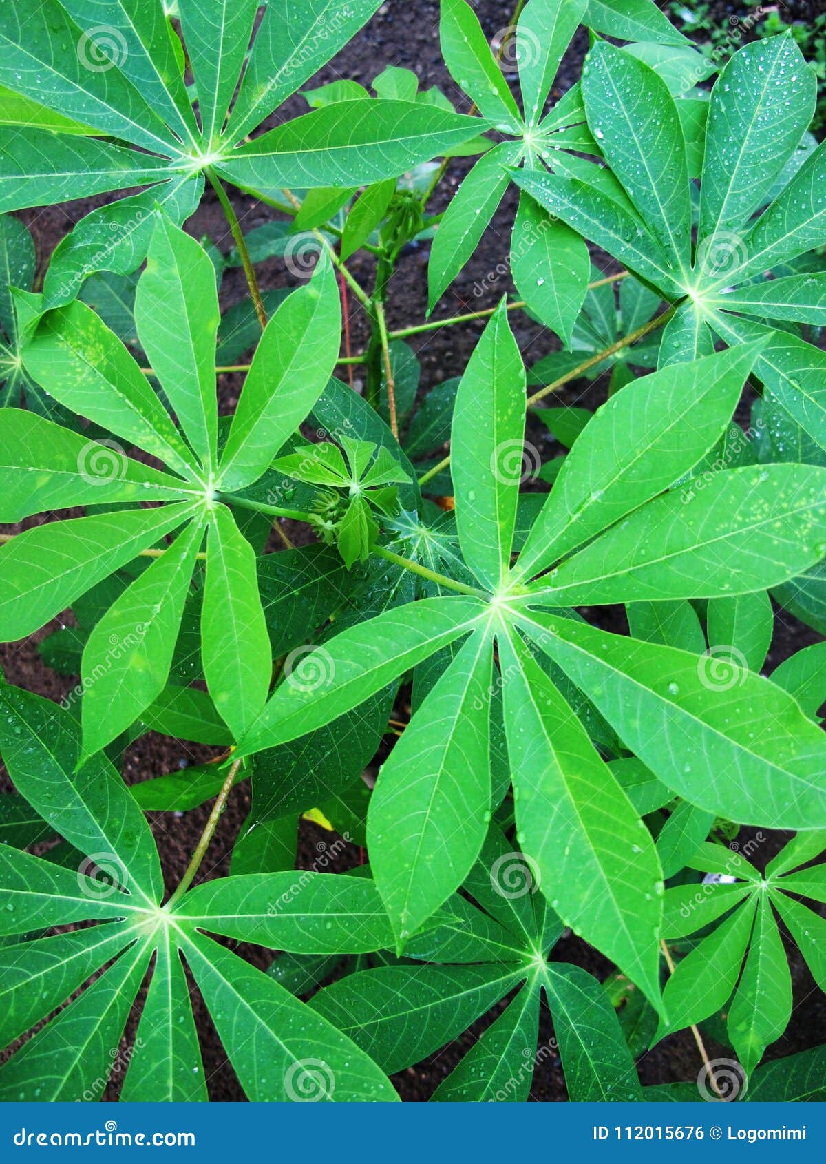 Cassava tree leaf texture stock photo. Image of garden - 112015676