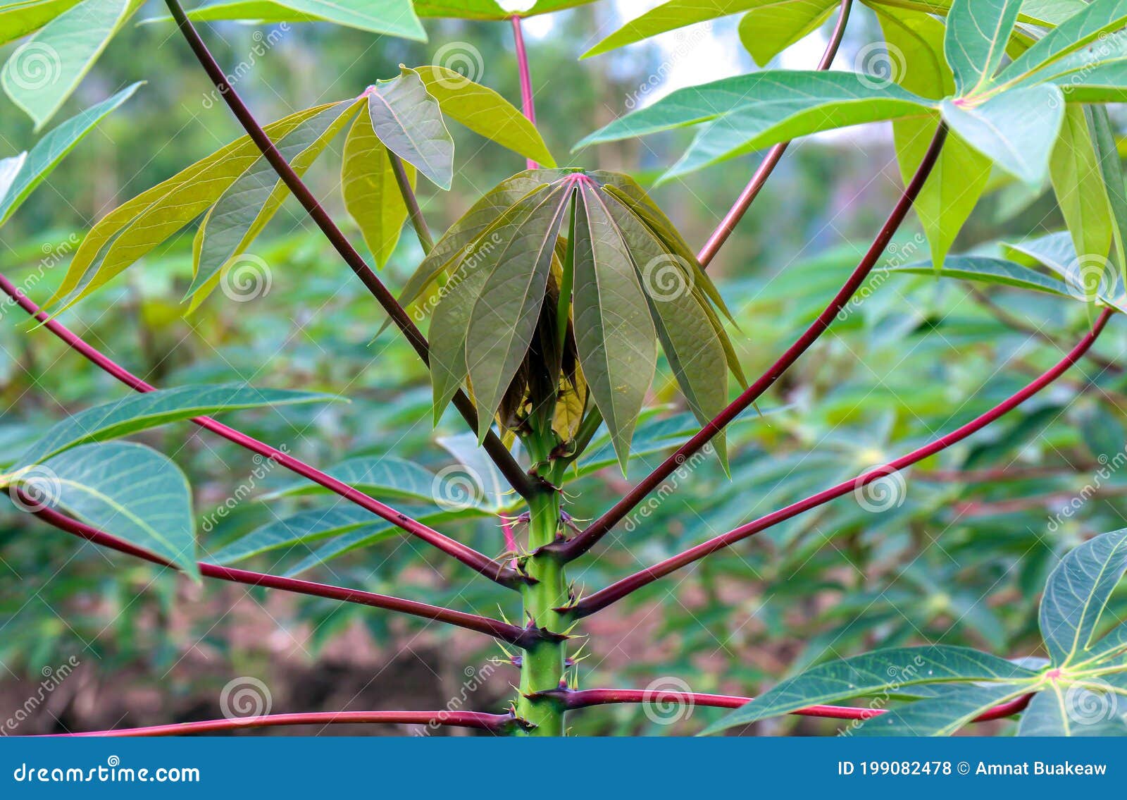 Tapioca Fields. Grow Cassava. Preparing For Cassava Field Planting ...