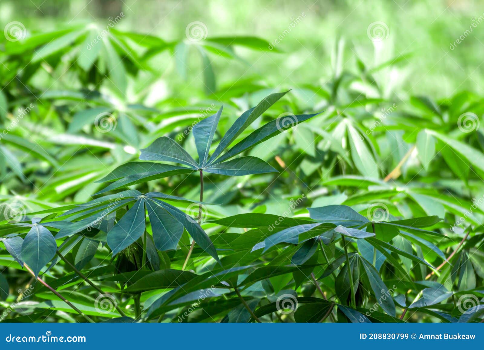 Tapioca Plantation Royalty-Free Stock Photography | CartoonDealer.com ...
