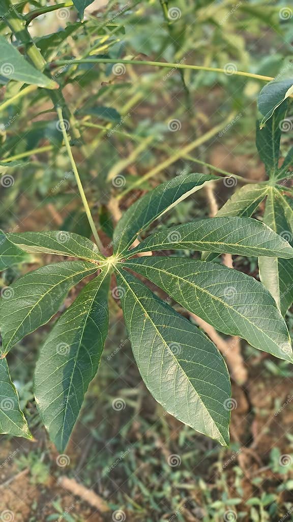 Cassava tree leaves stock image. Image of cassava, trees - 342916333