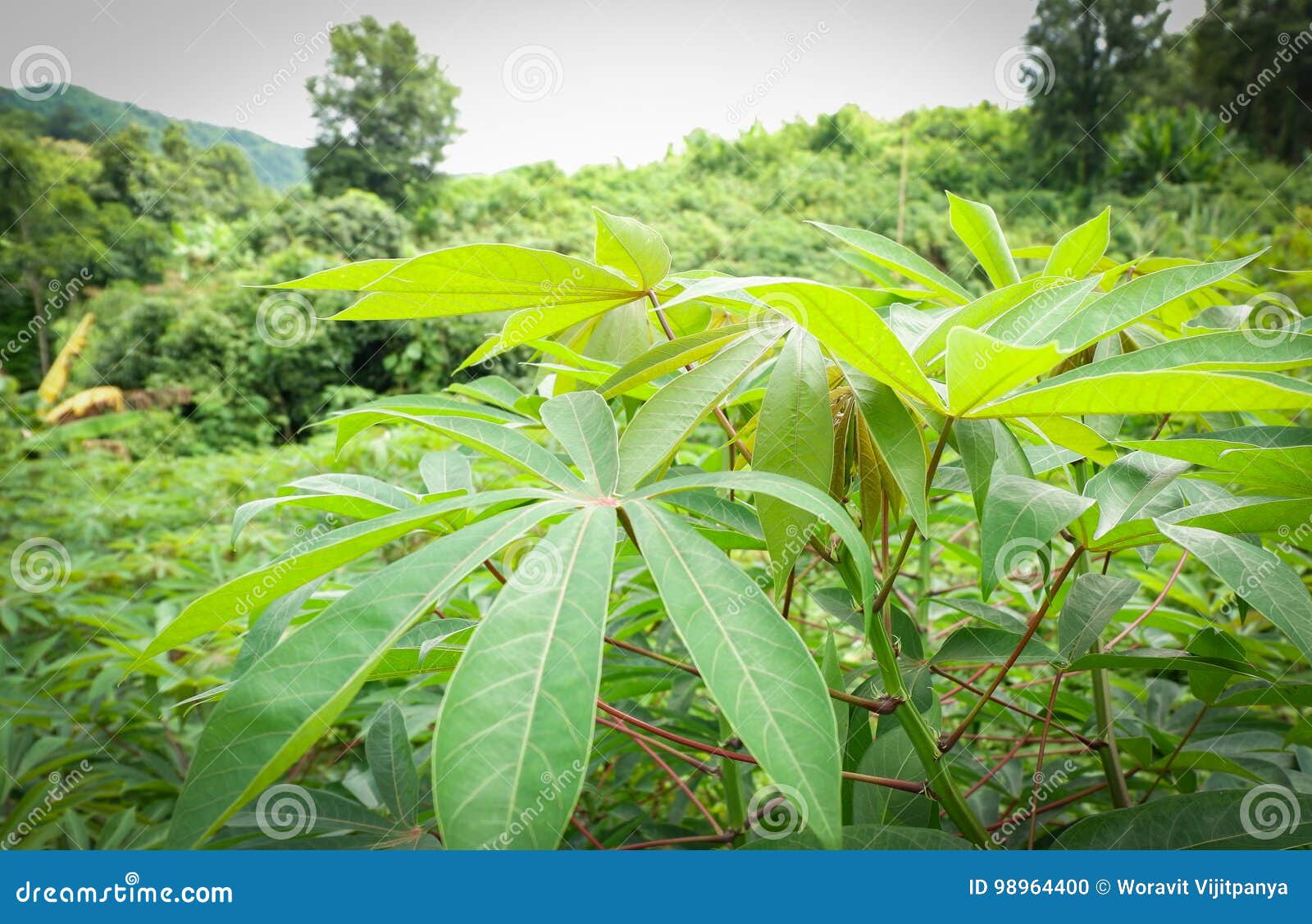 Cassava tree stock photo. Image of cassava, leaf, closeup - 98964400