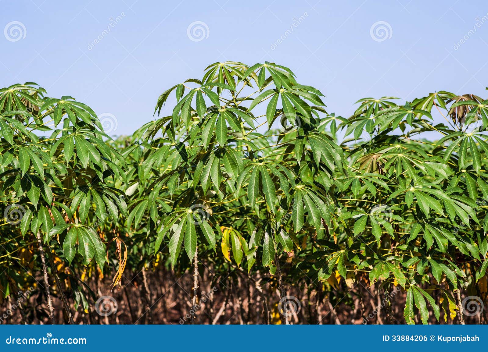 Cassava Tree Royalty Free Stock Image - Image: 33884206