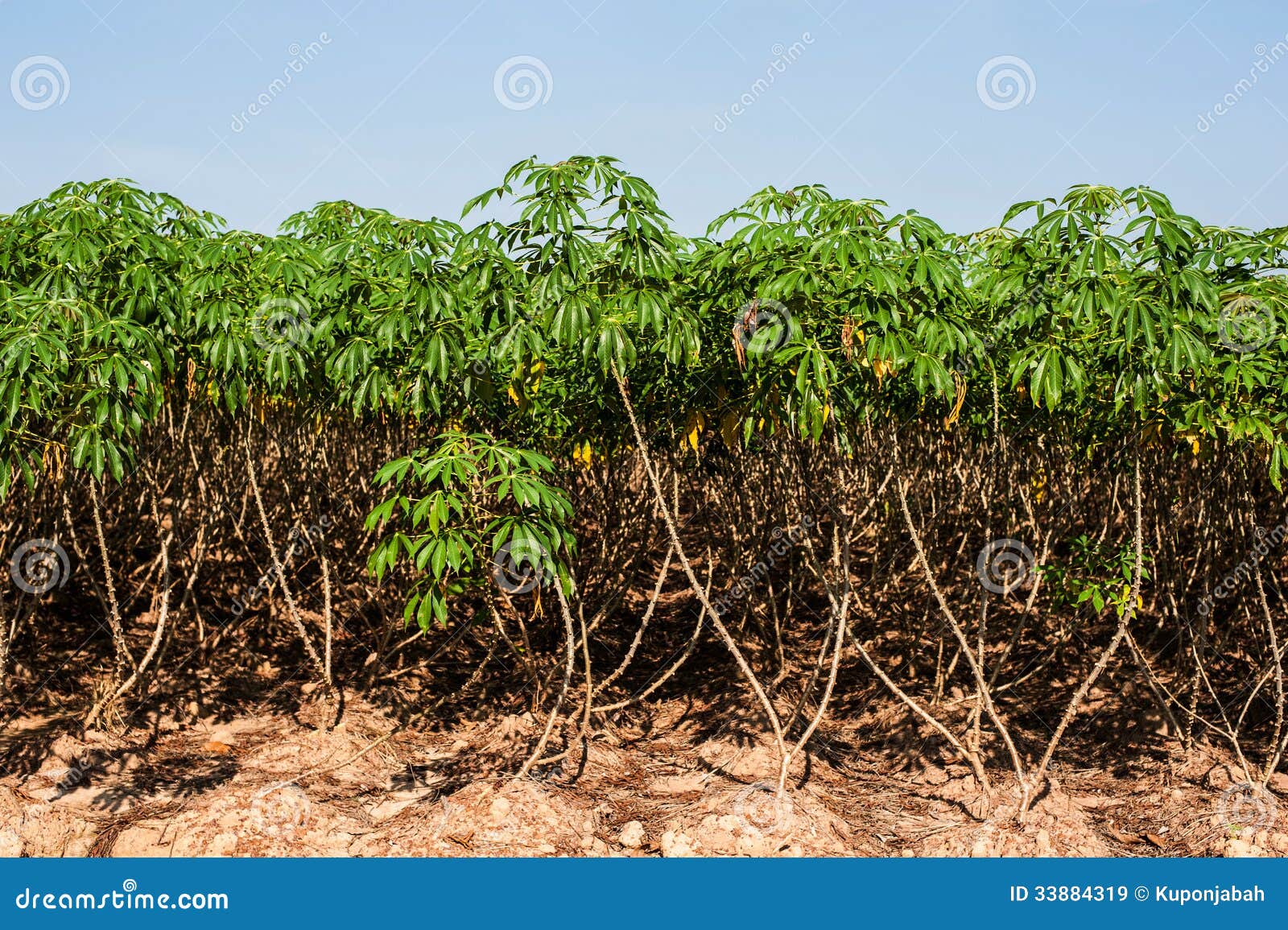Cassava tree stock image. Image of pigment, manioc, growing - 33884319