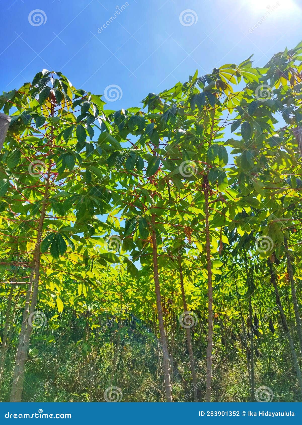 Cassava tree stock photo. Image of evergreen, yellow - 283901352