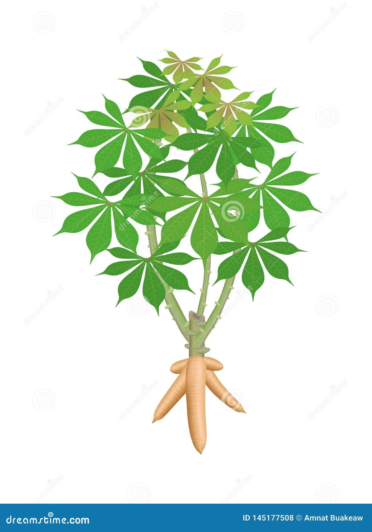 Row Of Cassava Tree In Field. Growing Cassava, Young Shoots Growing ... Row Of Cassava Tree In Field. Growing Cassava, Young Shoots Growing ...