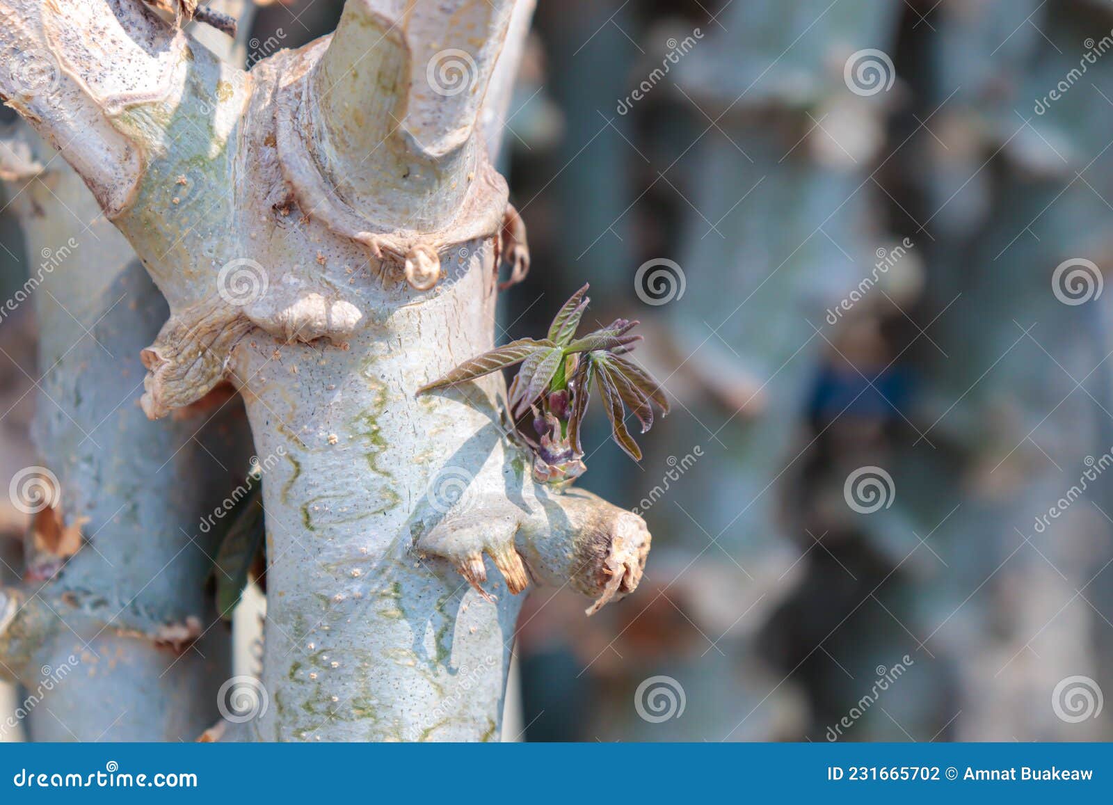 Cassava Tree for Planting, Cassava Stalk and Young Leaves for ... Cassava Tree for Planting, Cassava Stalk and Young Leaves for ...