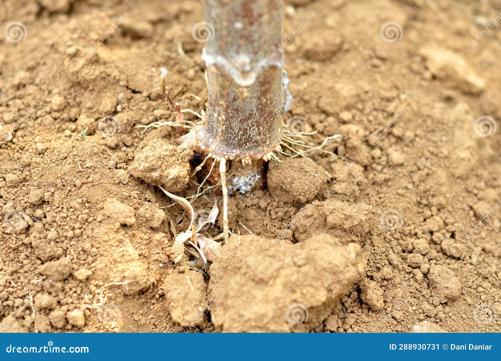 Cassava Tree Roots in Dry Soil Selective Focus Stock Image - Image of ...