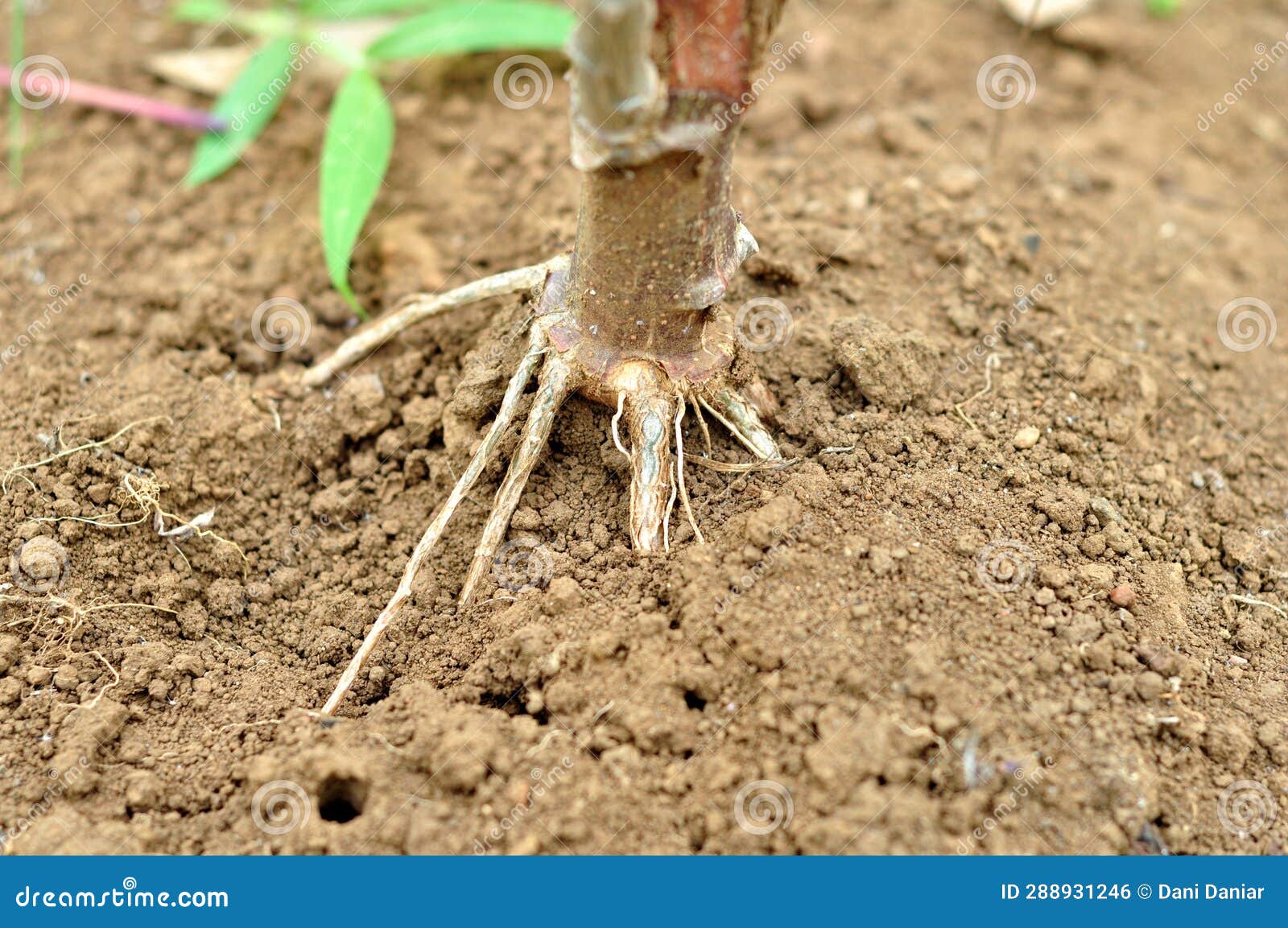 Cassava Tree Roots in Dry Soil Selective Focus Stock Photo - Image of ...