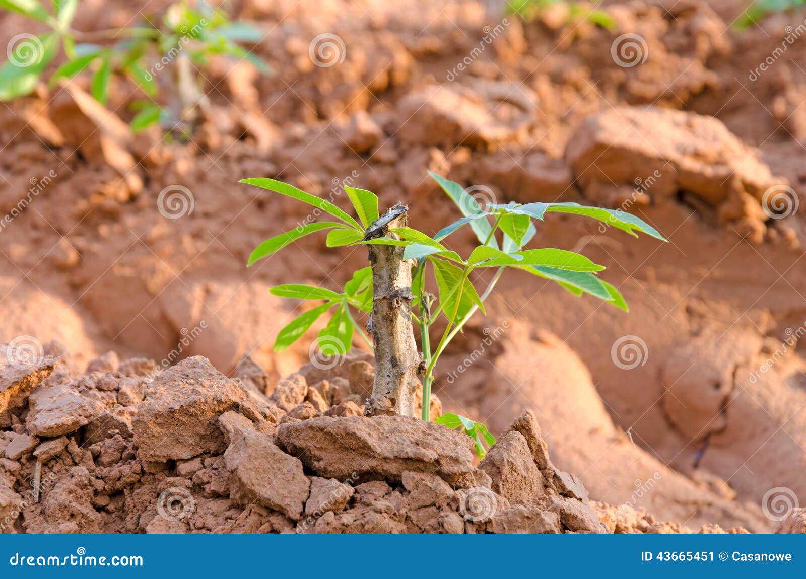 Cassava tree. stock image. Image of botany, growing, ground - 43665451