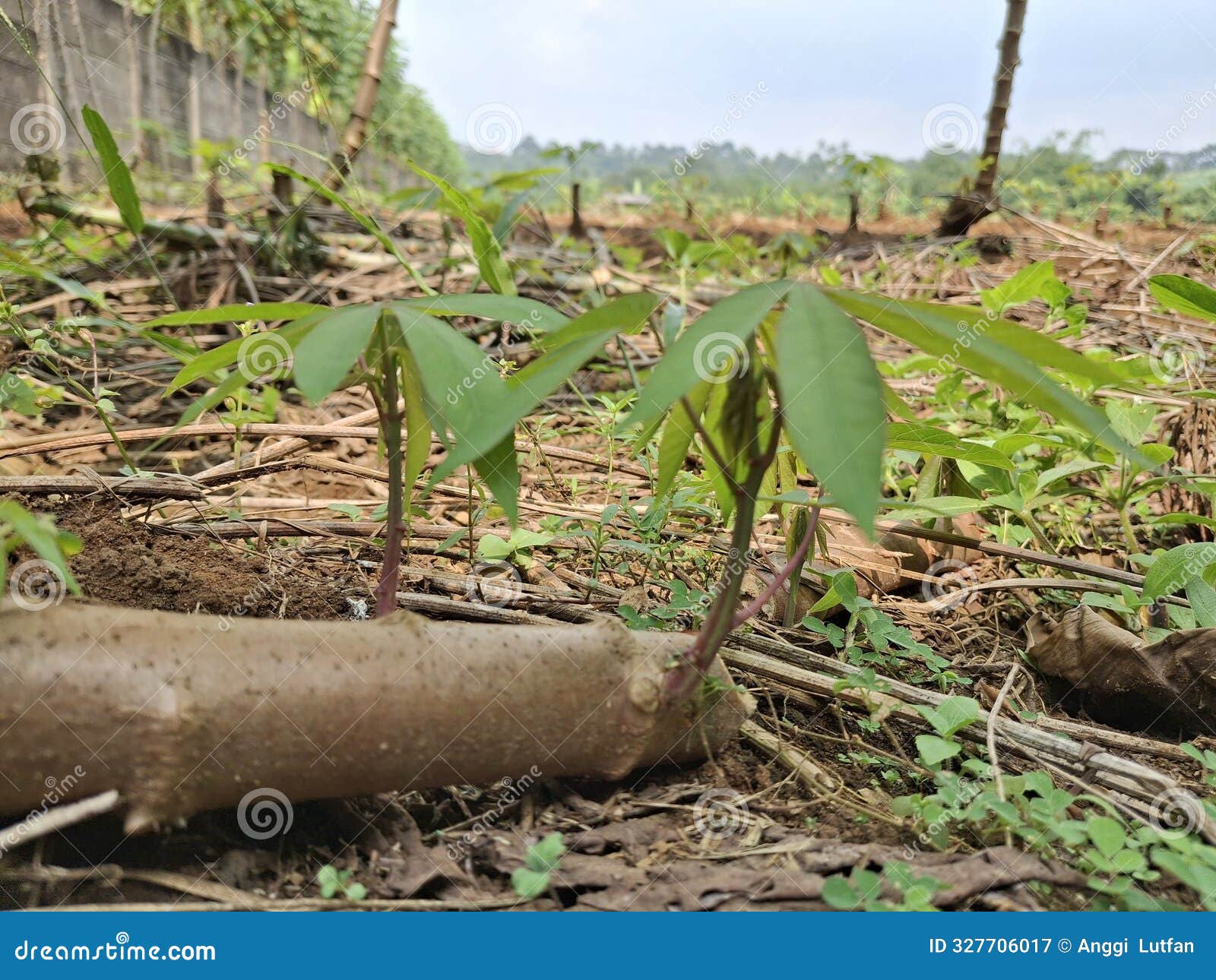 Cassava tree shoots stock image. Image of tree, natural - 327706017
