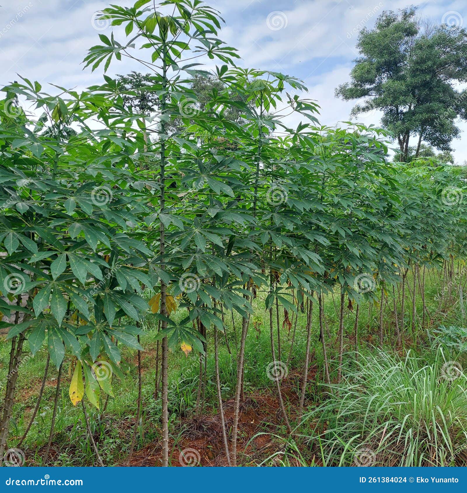 Cassava Tree that Thrives in the Garden Stock Photo - Image of ...